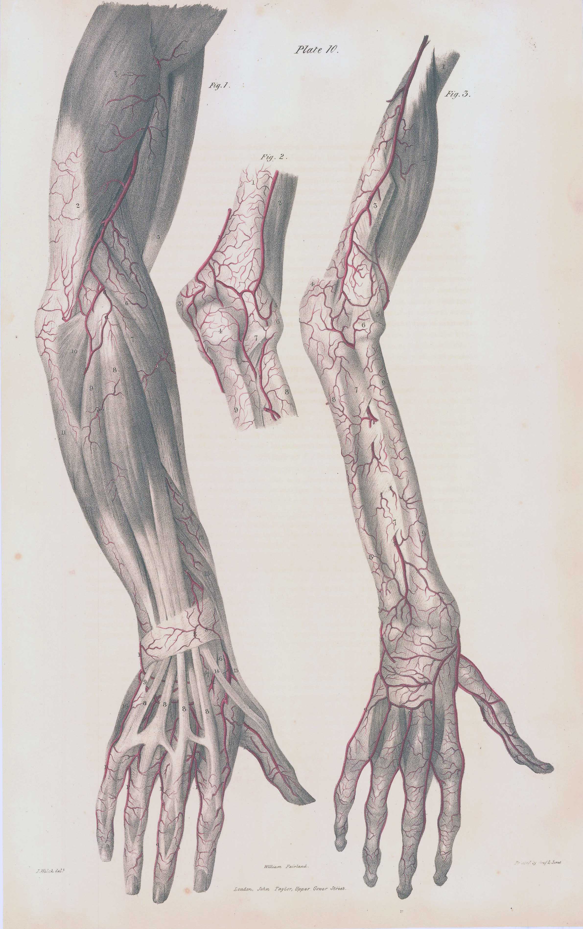 1837 Large Engraving ANATOMY Vascular Arteries Hands Arms (VA-10 ...