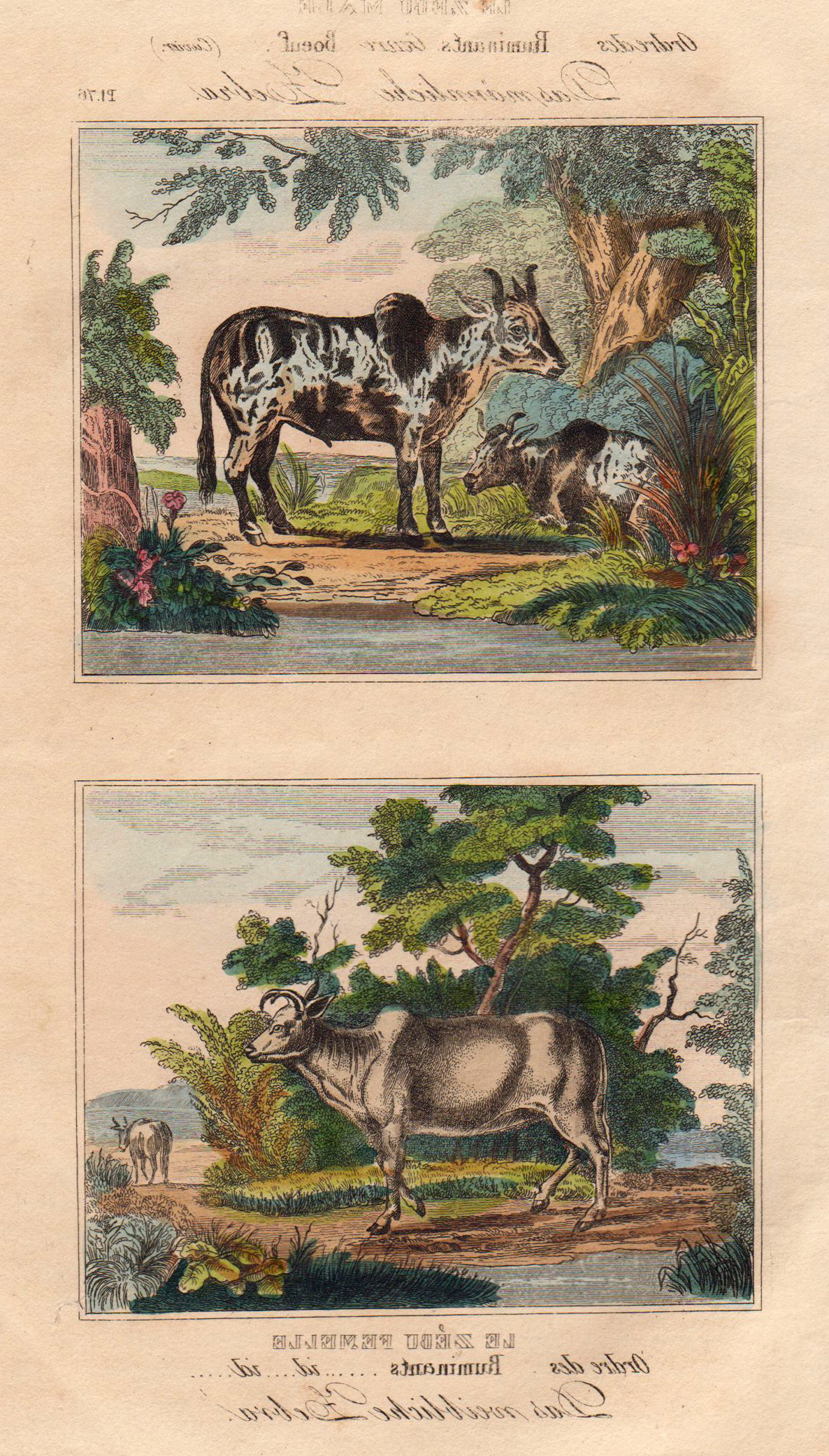 Das männliche Zebra - "Das weibliche Zebra". by Tiere: Rinder - Zebu ...