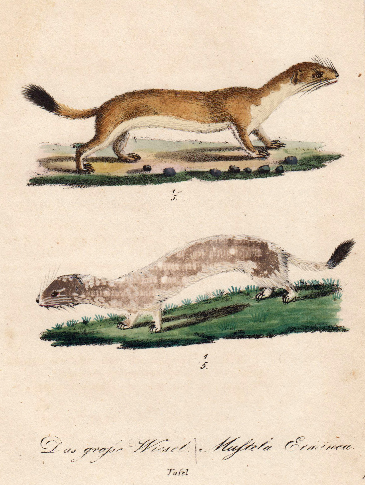 "Das grosse Wiesel. Mustela erminea.". von Tiere: Wiesel:: Kunst ...