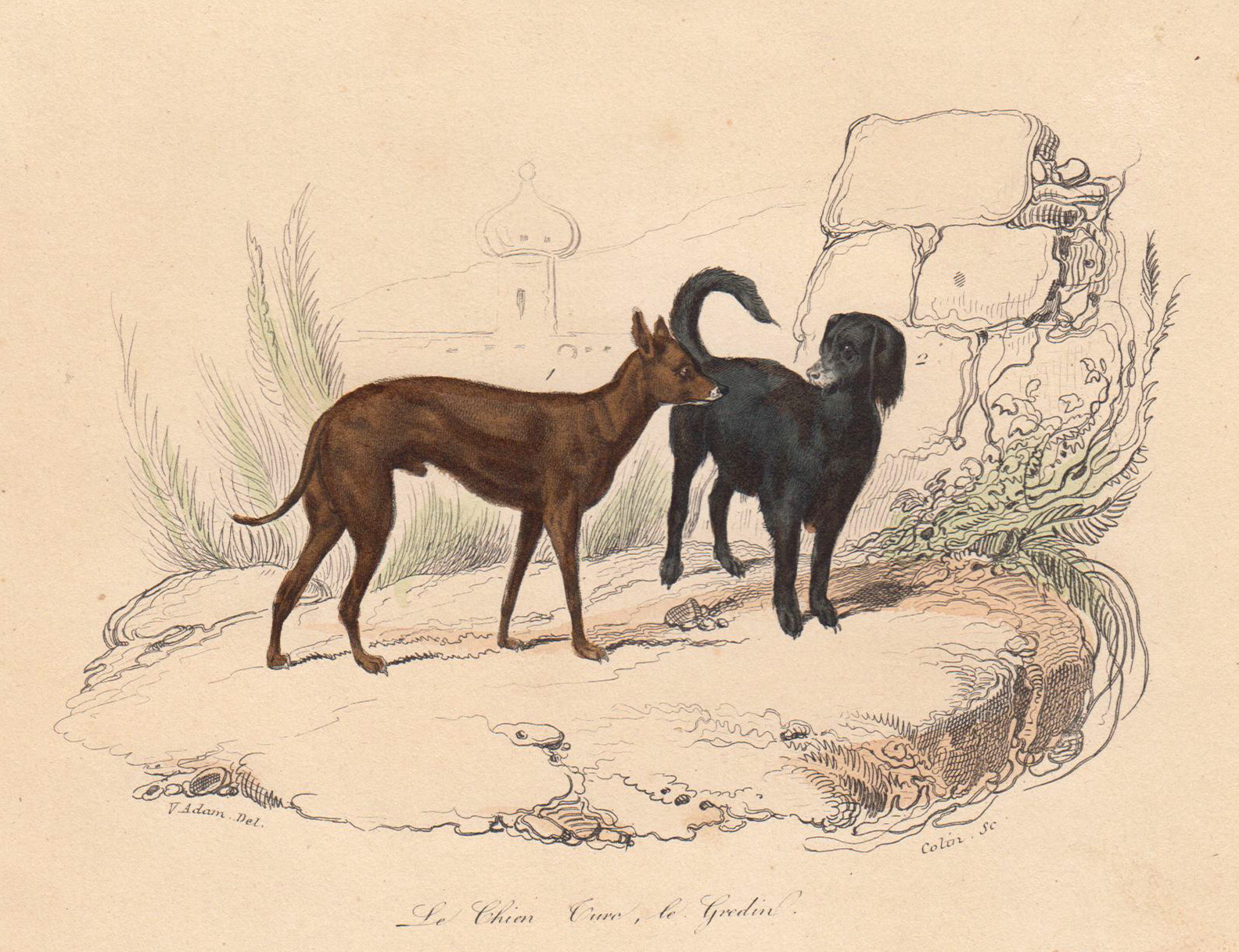 Le Chien Turc - le Gredin ( türkischer Hund - Wachtelhund ). von Tiere ...