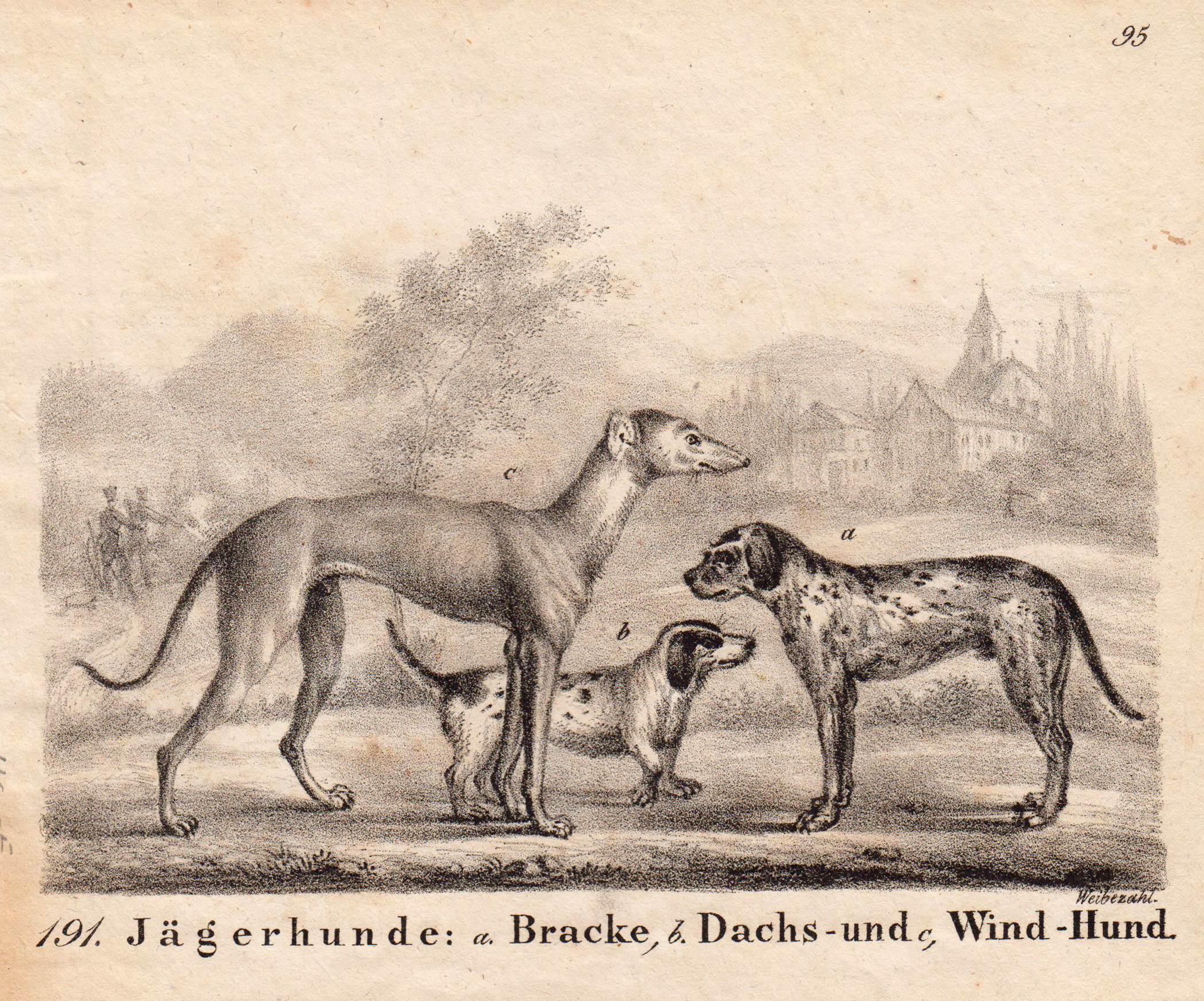 Jagdhunde, "Jägerhunde: a. Bracke, b. Dachs- und c. Wind-Hund.". by ...