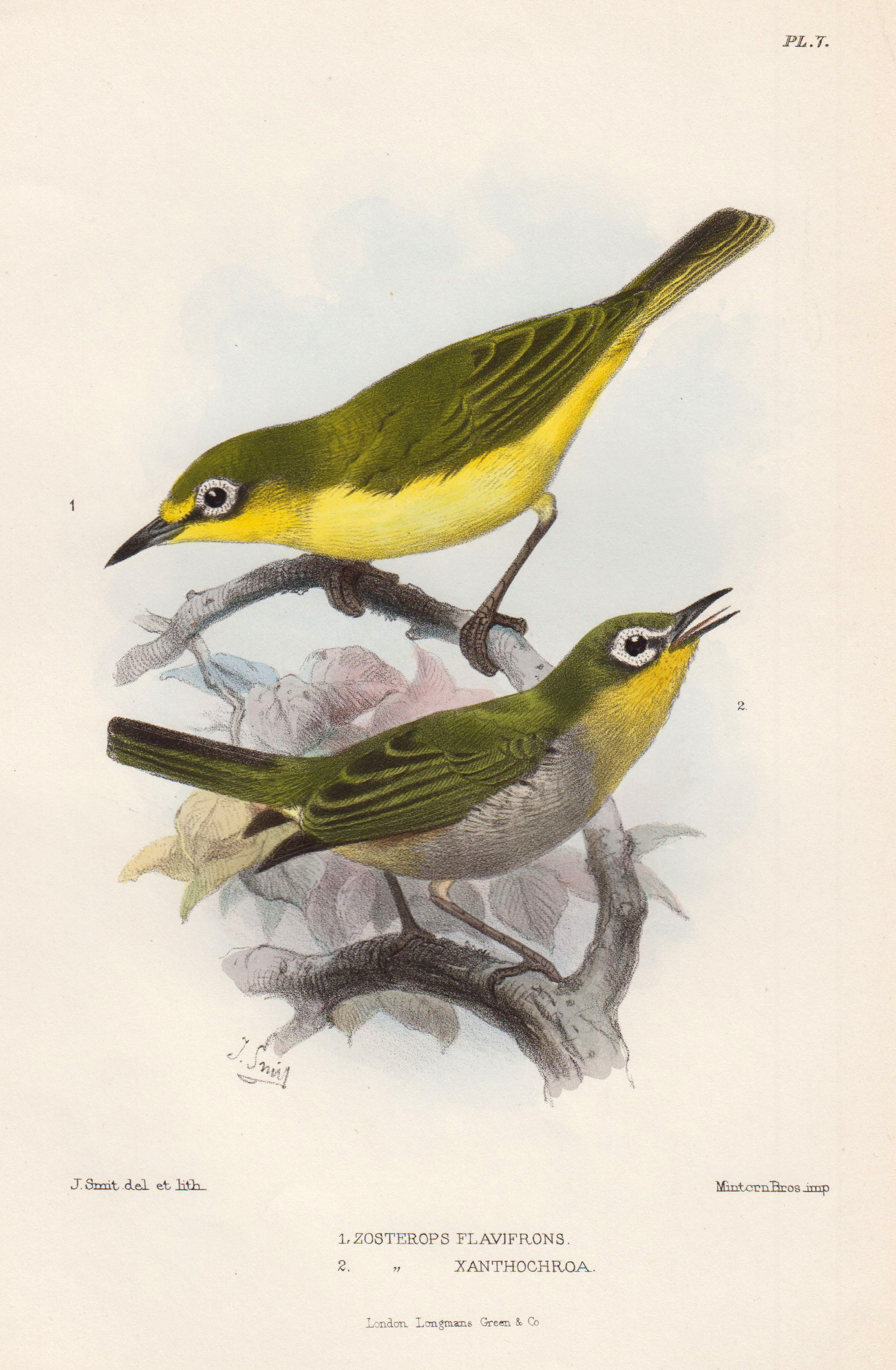 "Zosterops flavifrons - Zosterops xanthochroa". von Vögel: Brillenvögel ...