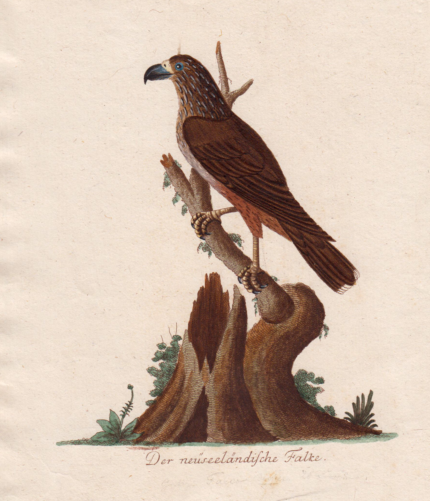 "Der neüseeländische Falke". von Vögel: Falke:: Kunst / Grafik / Poster ...