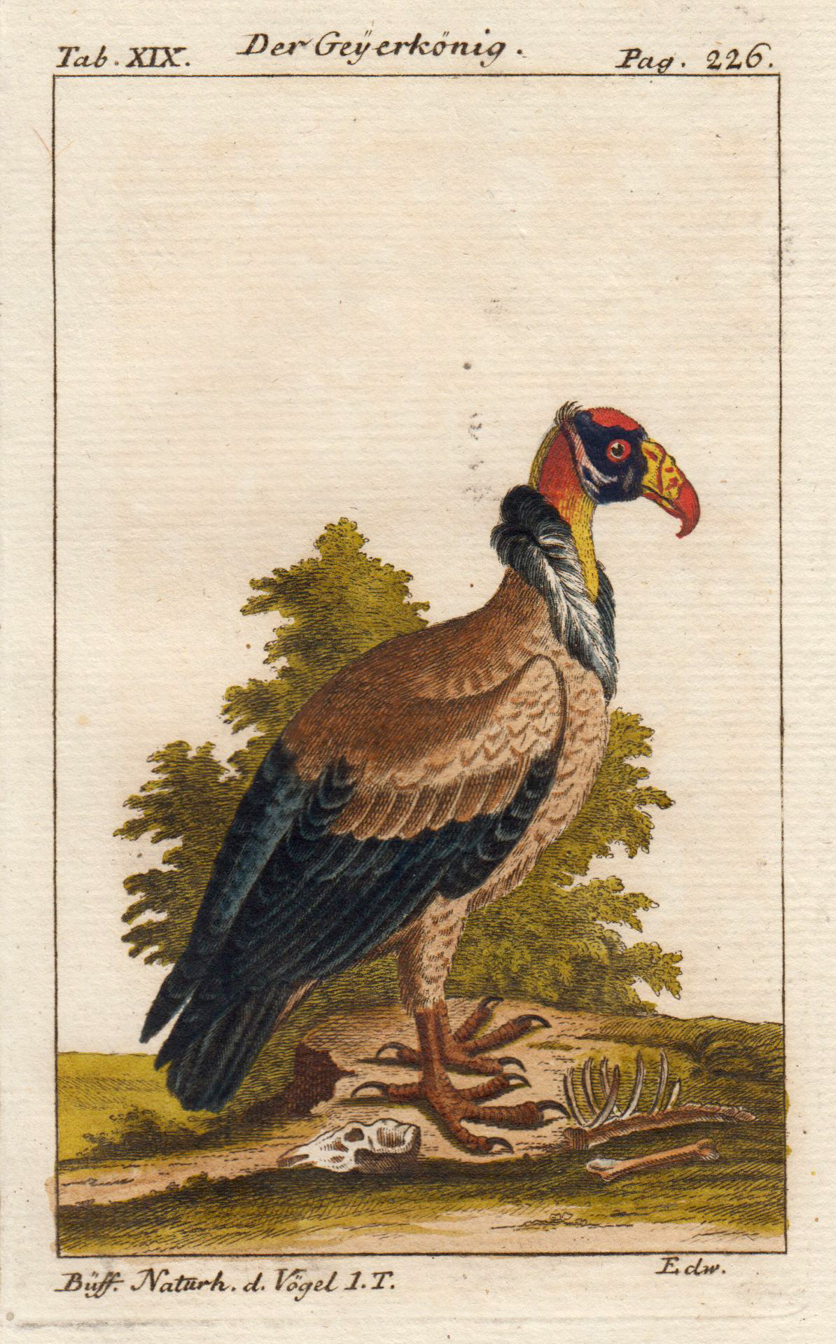 Geierkönig, "Der Geyerkönig". by Vögel: Geier:: Art / Print / Poster ...