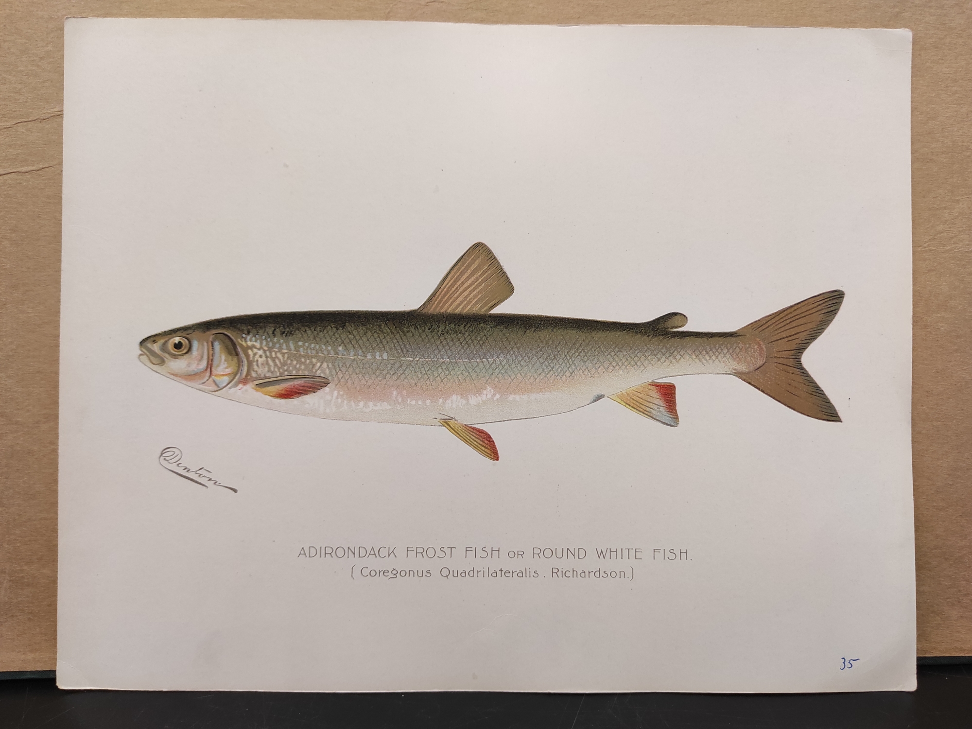 Adirondack Frost Fish or Round White Fish. (Coregonus Quadrilateralis ...