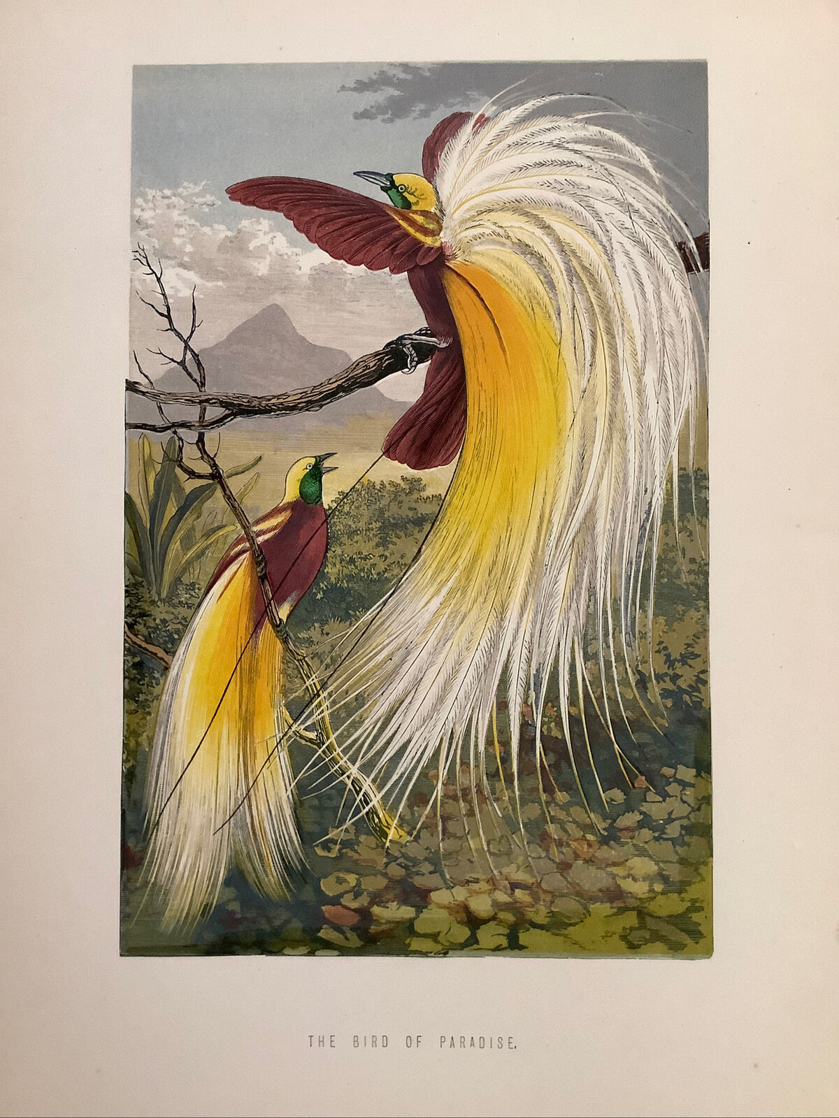 The Bird of Paradise by FAWCETT, Benjamin: Very Good Unbound (1860 ...