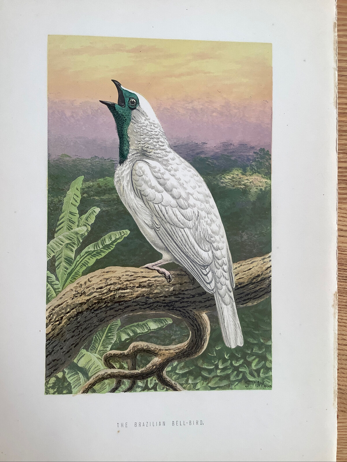 The Brazilian Bell-Bird by FAWCETT, Benjamin: Very Good Unbound (1860 ...