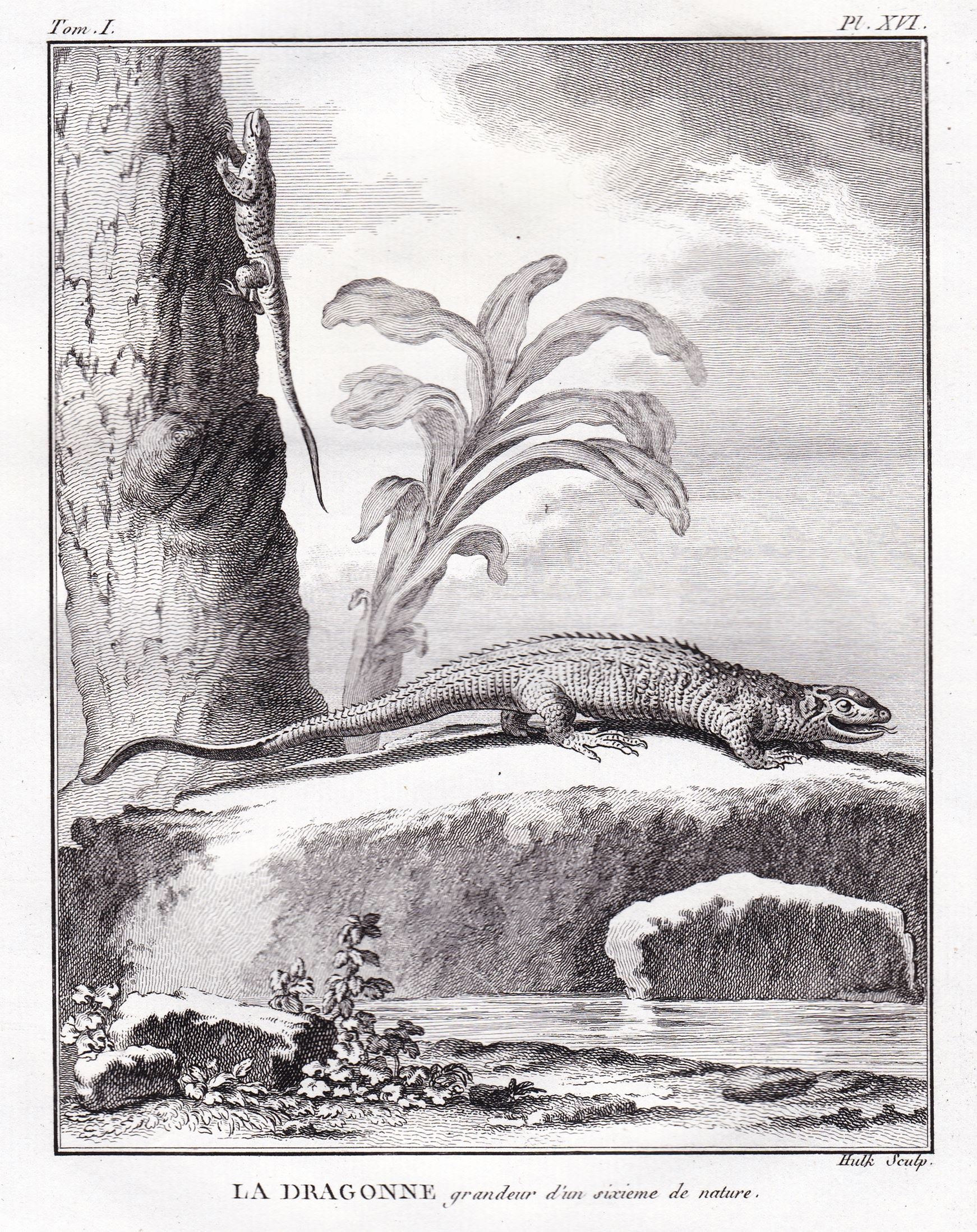 "La Dragonne" - Dracaena guianensis Krokodilteju Panzerteju caiman ...