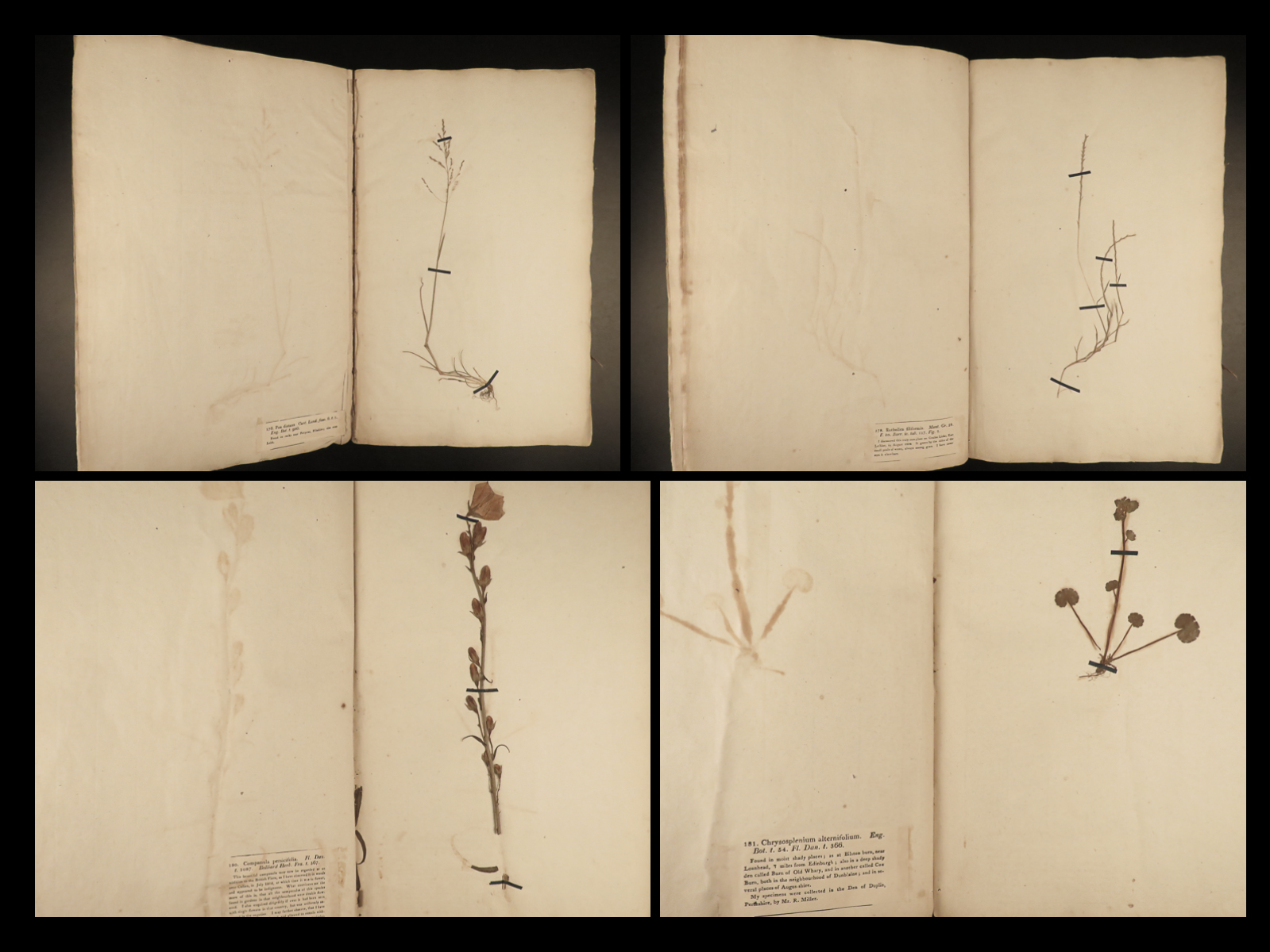Herbarium britannicum, consisting of fasciculi of dried British plants ...