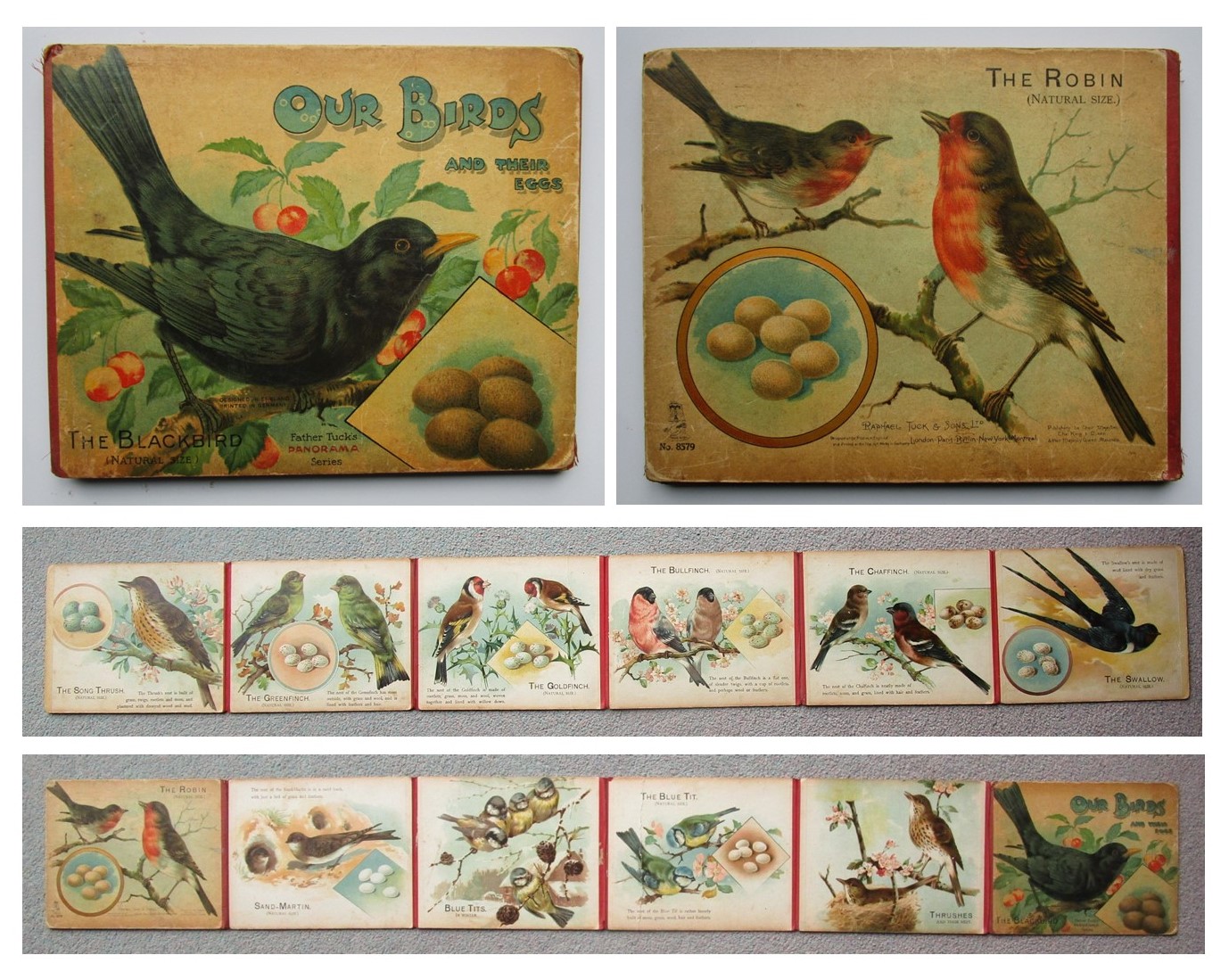 OUR BIRDS AND THEIR EGGS Father Tucks Panorama Series ( Children?s Folding Panorama book on ...