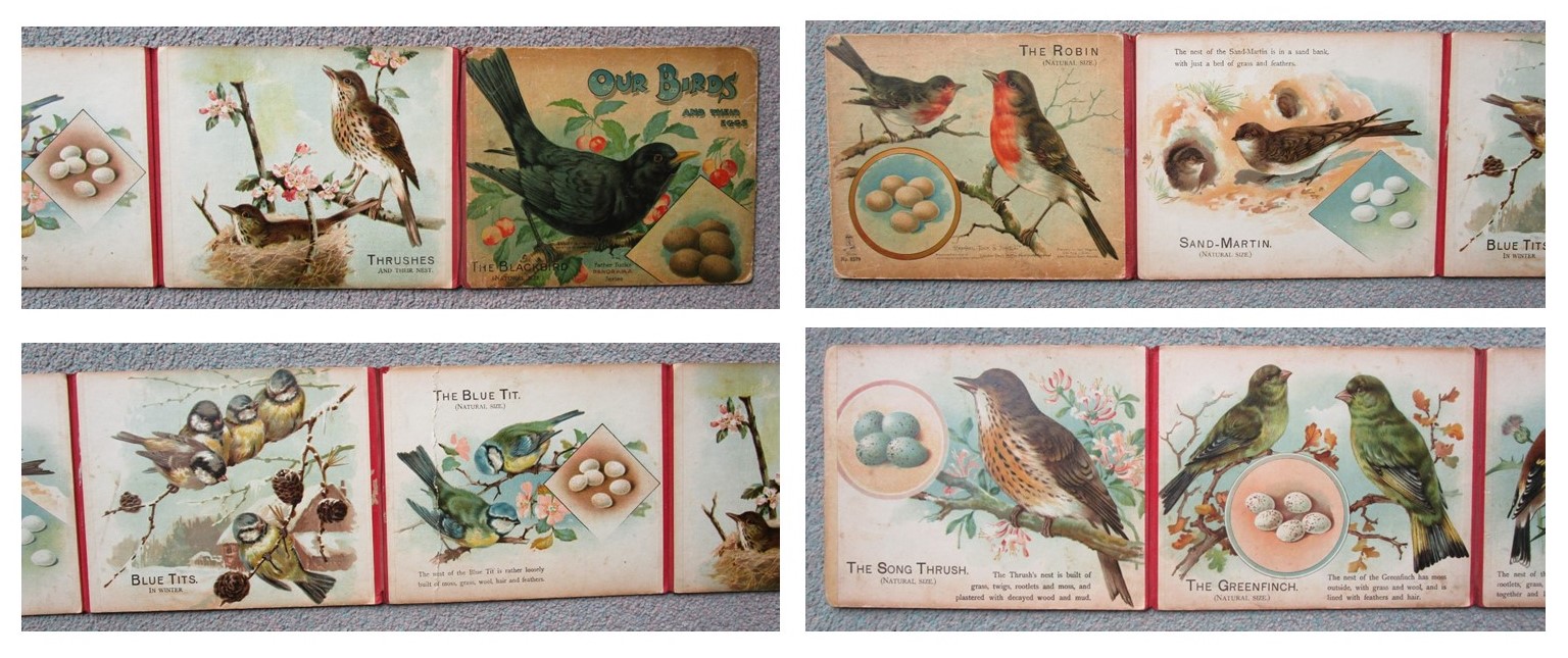 OUR BIRDS AND THEIR EGGS Father Tucks Panorama Series ( Children?s ...
