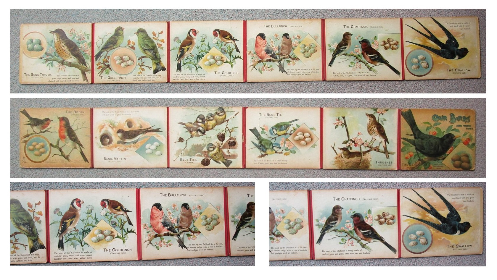 OUR BIRDS AND THEIR EGGS Father Tucks Panorama Series ( Children?s ...