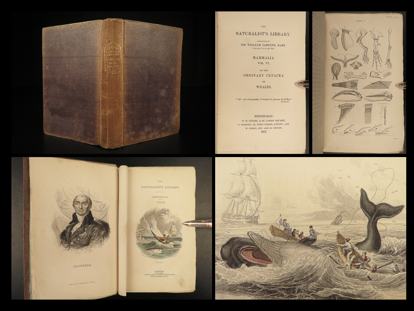 The Natural History of the Ordinary Cetacea or Whales. by JARDINE, Sir ...