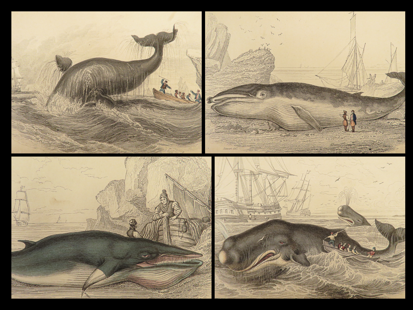 The Natural History of the Ordinary Cetacea or Whales. by JARDINE, Sir ...