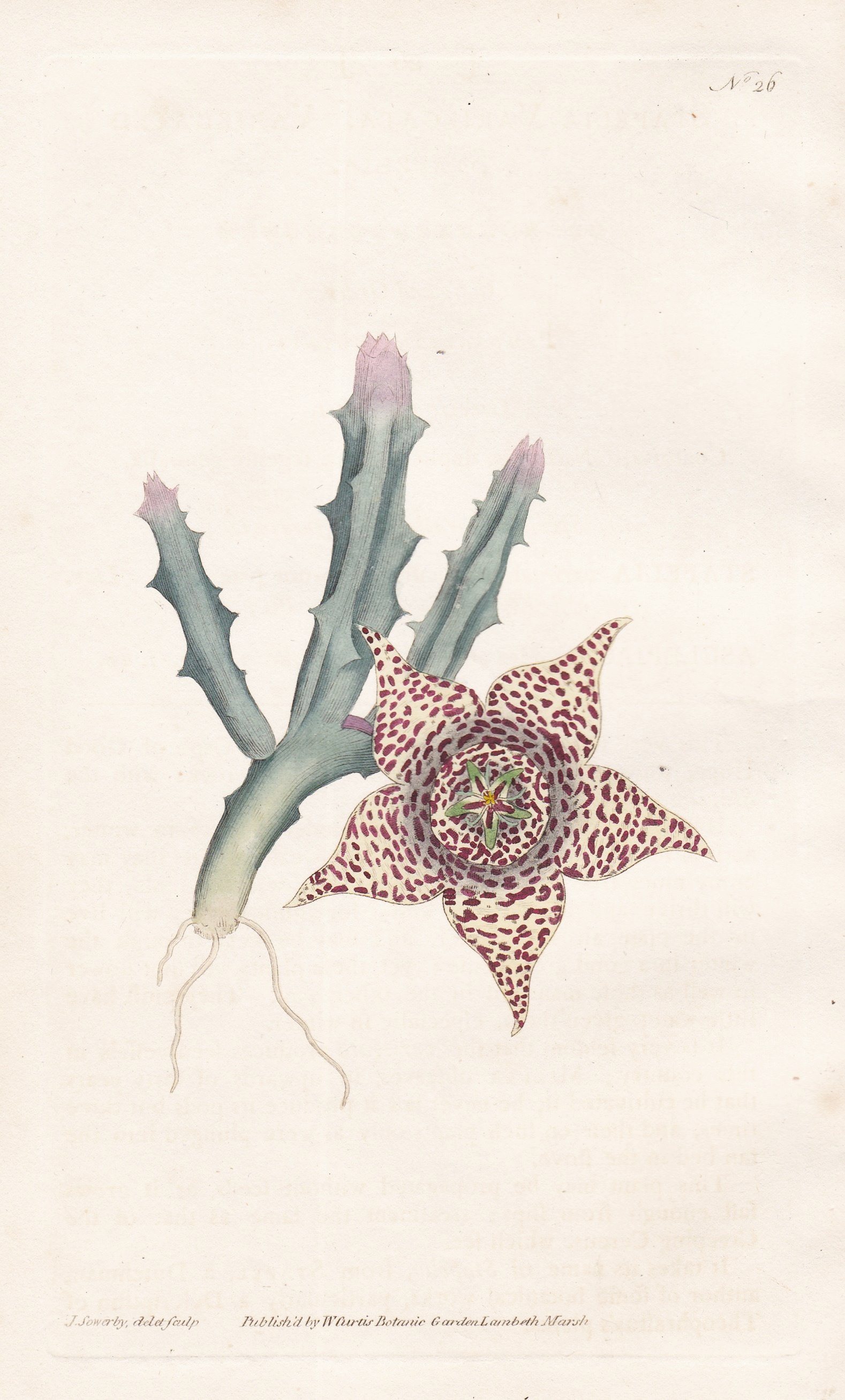 "Stapelia Variegata. Variegated Stapelia. Tab. 26" - Orbea variegata ...