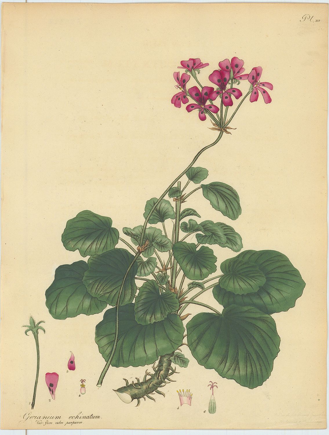 Geranium Echinatum, Var. flore rubro-purpureo. Prickly-stalked Geranium ...