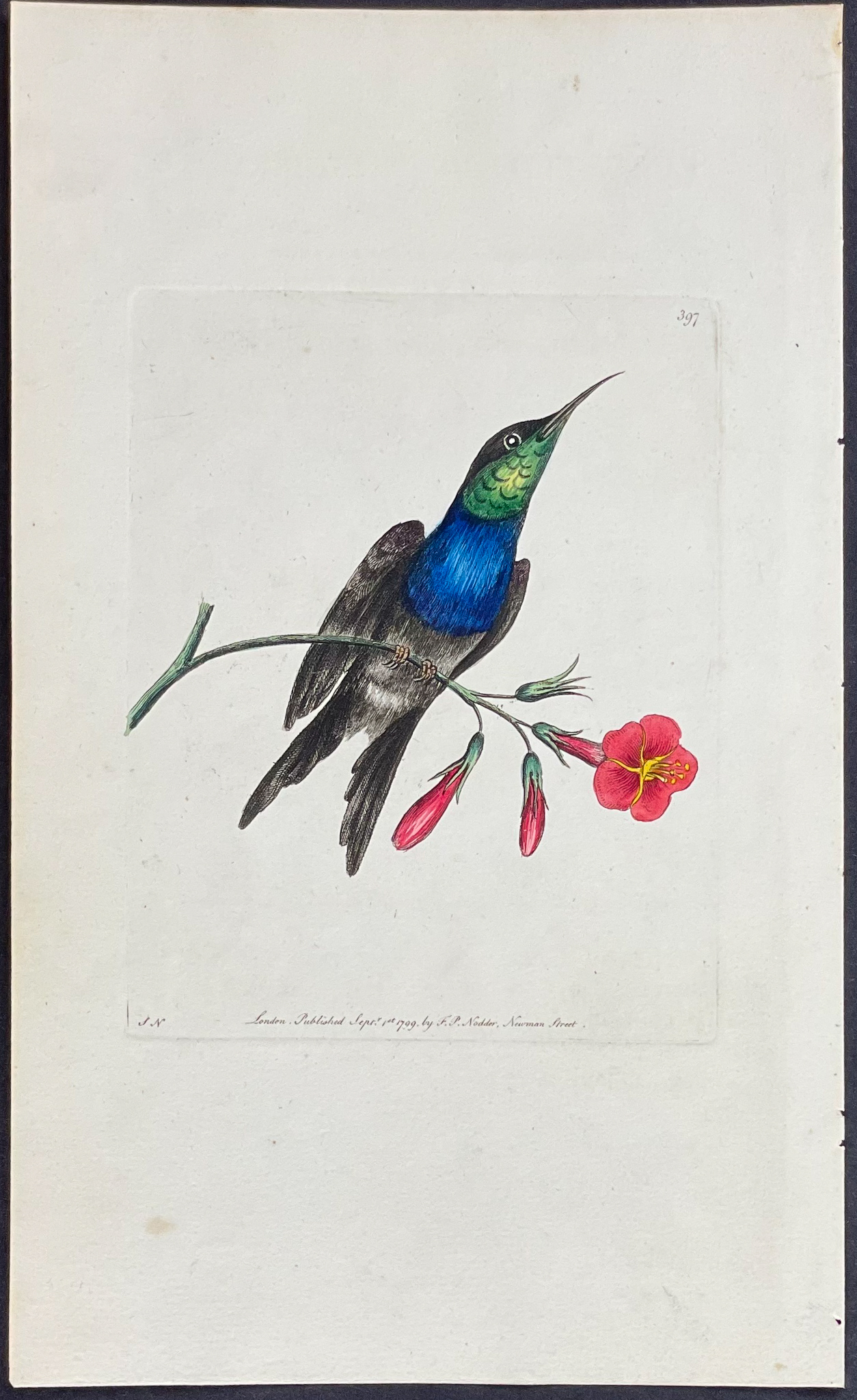 Furcated Hummingbird by George Shaw & Frederick Nodder: (1789) Art ...
