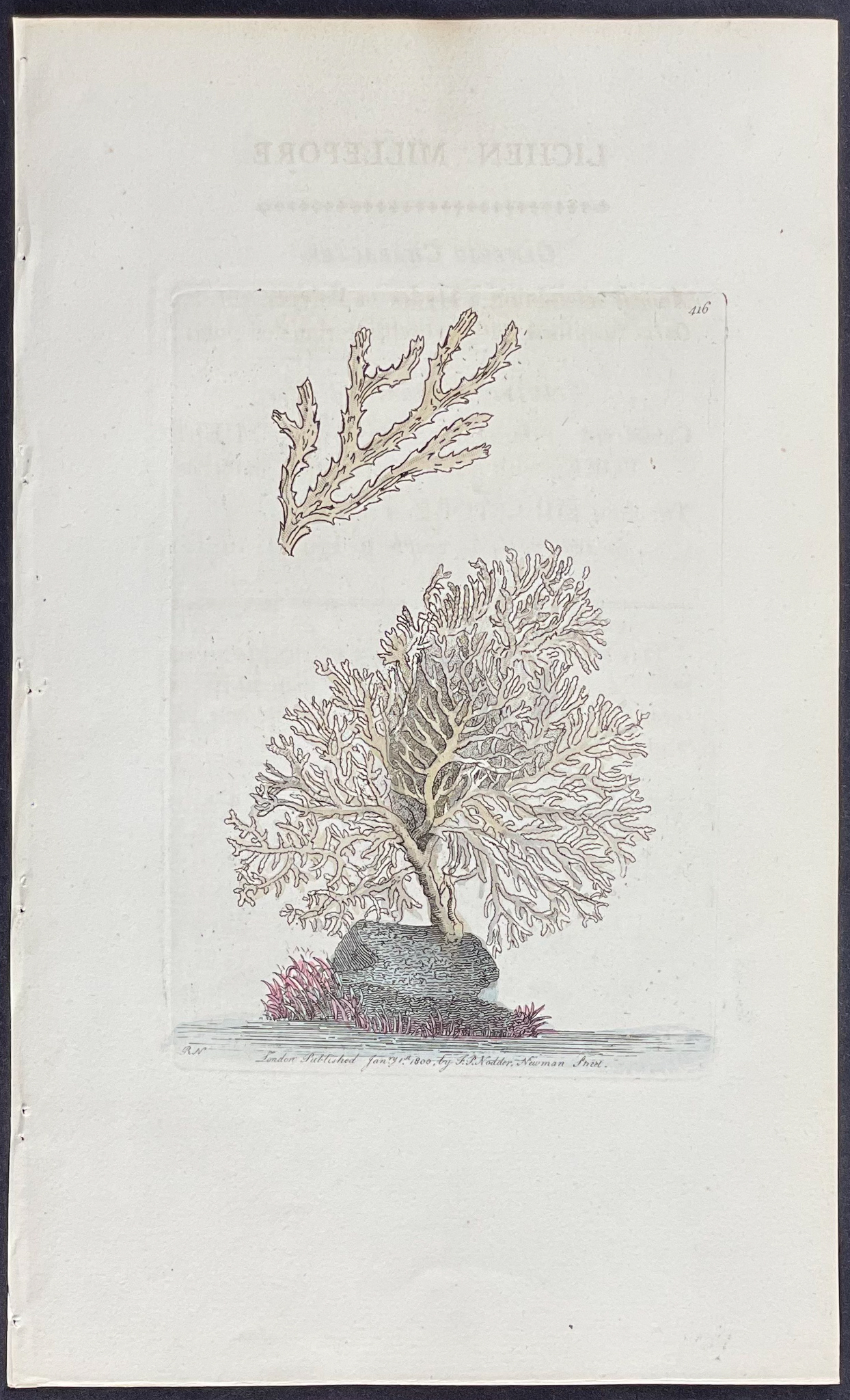 Lichen Millepore by George Shaw & Frederick Nodder: (1789) Art / Print ...