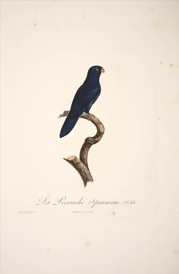 La Perruche Sparman. No. 66. by BARRABAND, [Jacques].: (1805) Art ...