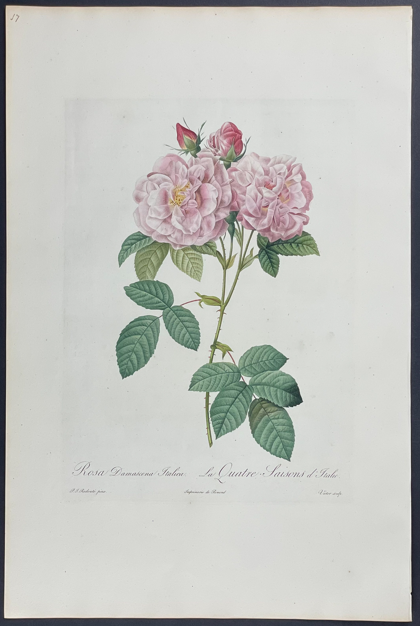 Rose - Rosa Damascena Italica by Pierre Joseph Redoute: (1817) Art ...