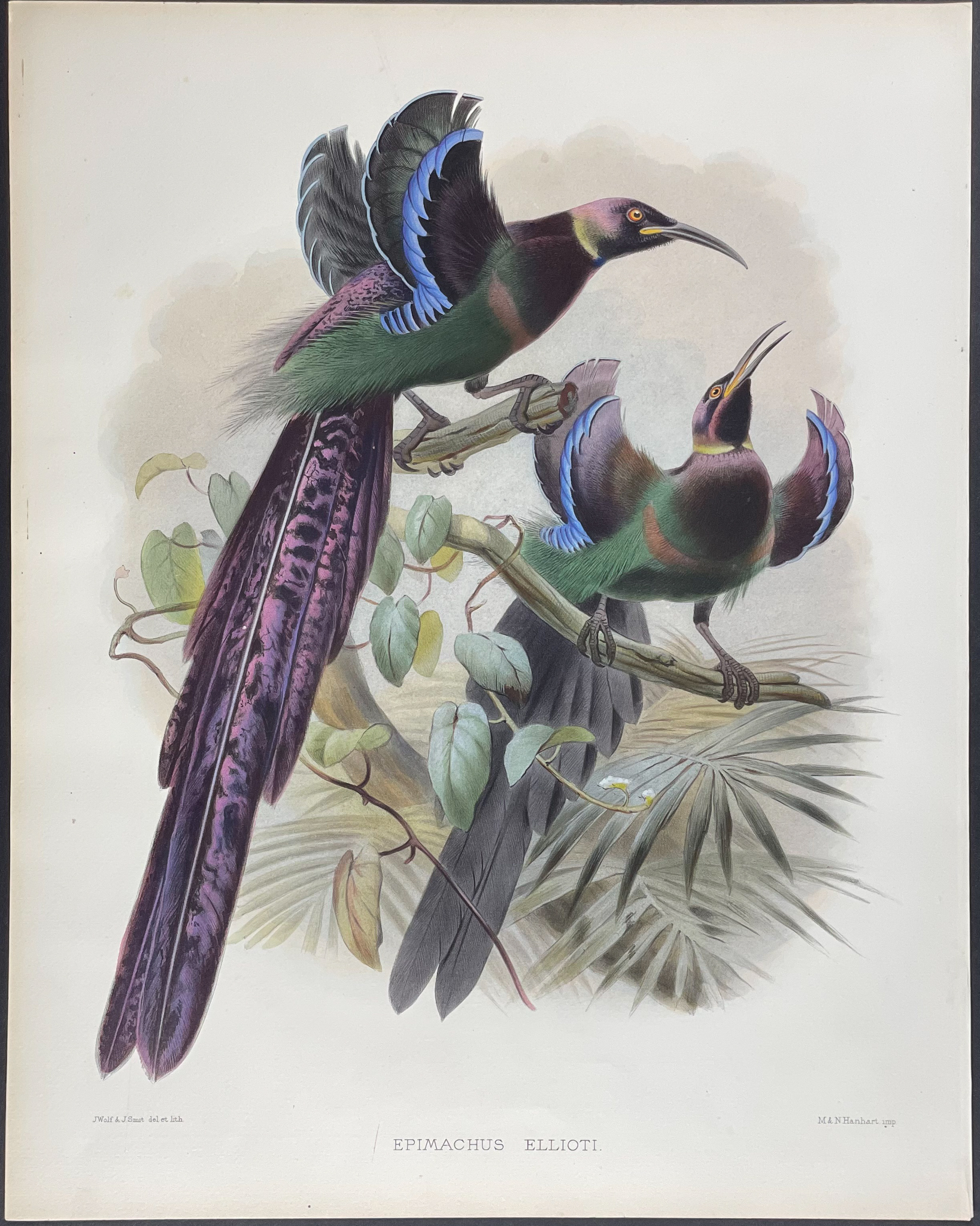 Elliot's Bird of Paradise (Epimachus Ellioti) by Daniel Giraud Elliot ...