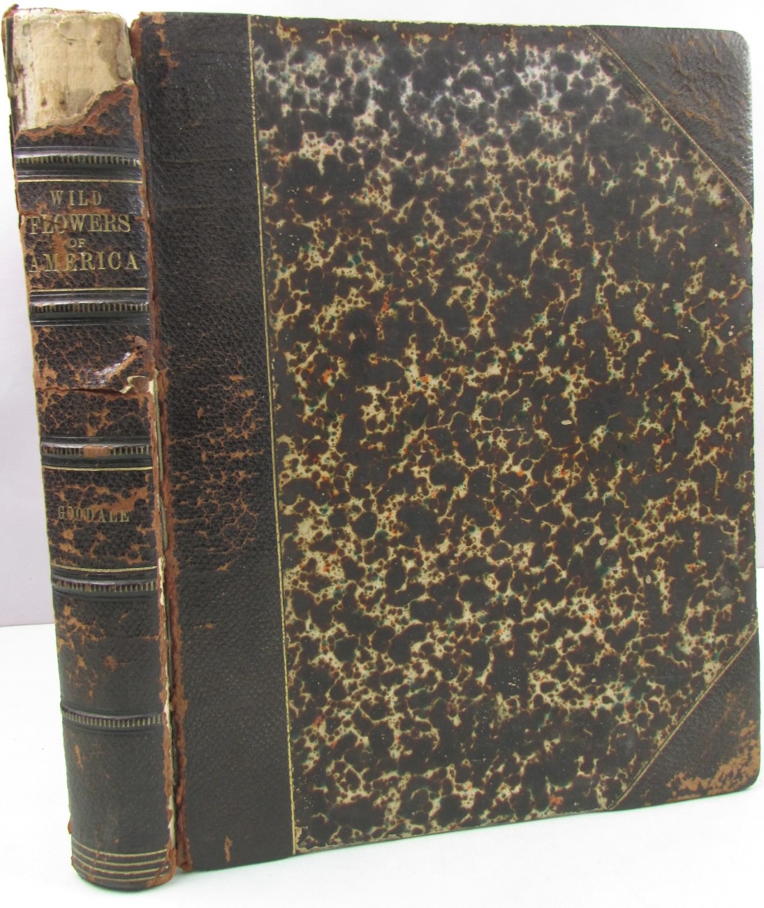 Wild Flowers of America With Fifty Colored Plates from Original ...