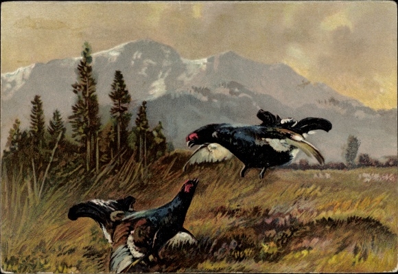 Künstler Ansichtskarte / Postkarte Auerhähne im Kampf, Auerhuhn, Balz ...