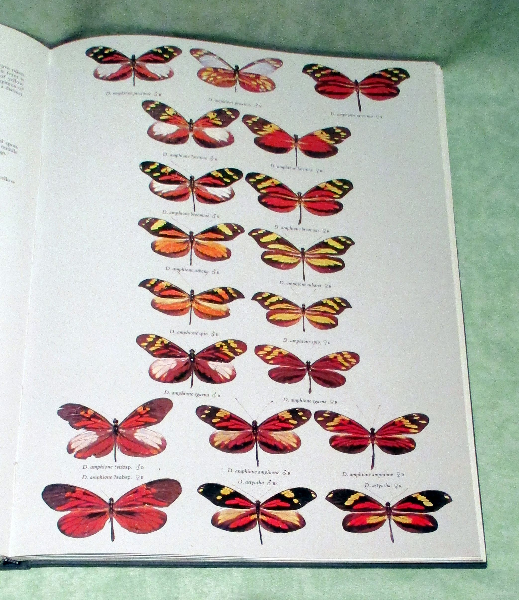 Butterflies of the neotropical region. 1: Papilionidae & Pieridae. 2 ...