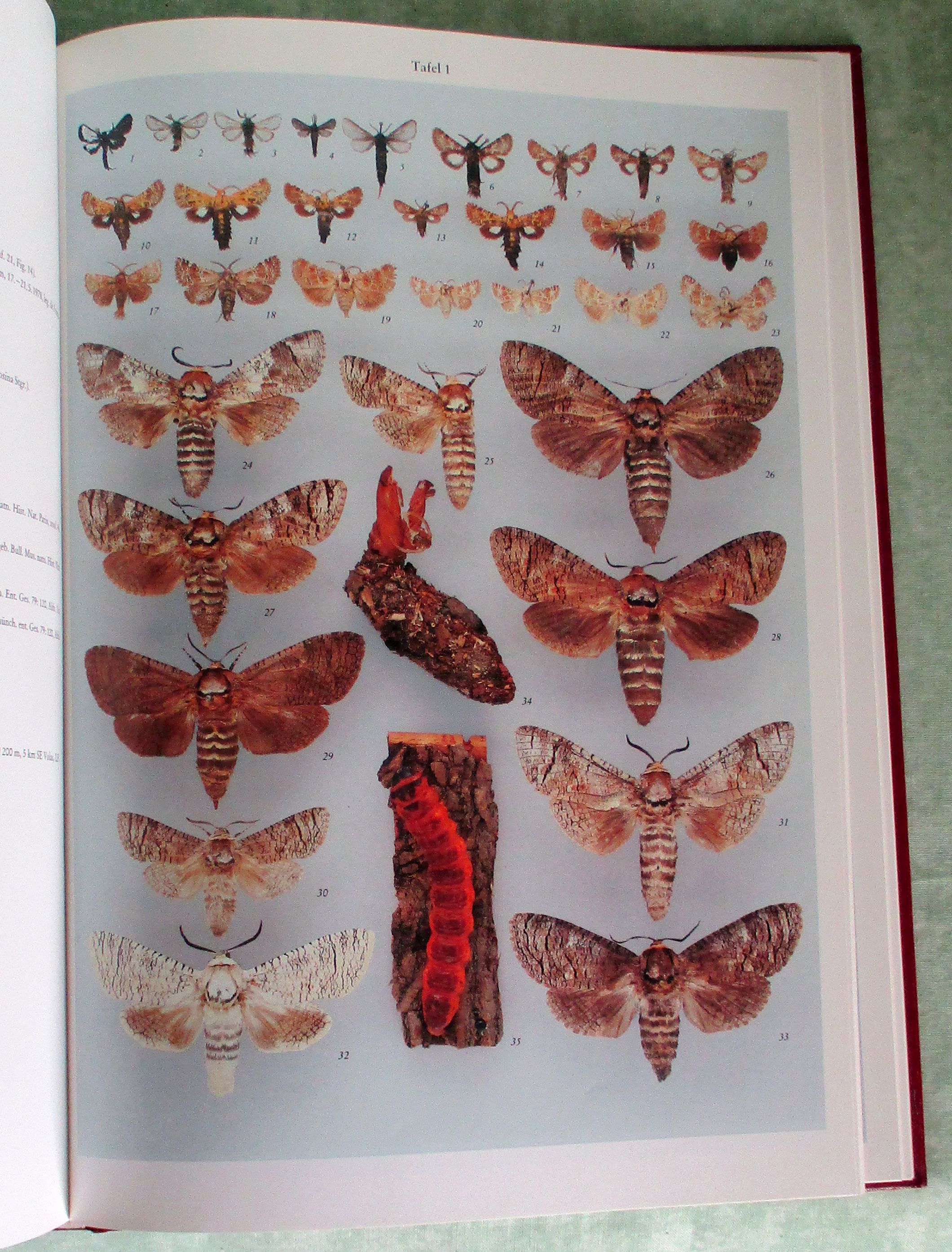 Die Bombyces und Sphinges der Westpalaearktis. Bd. 2: Cossoidea ...