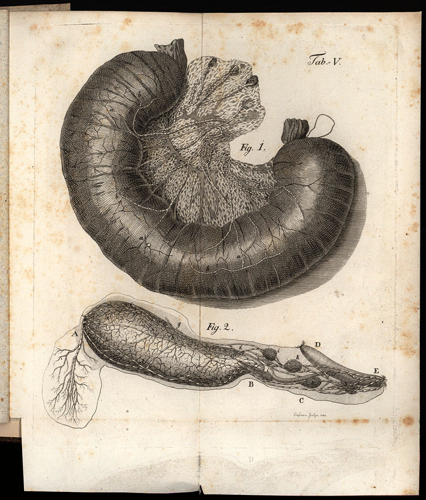 Geschichte und Beschreibung der einsaugenden Gefäße oder Saugadern des ...