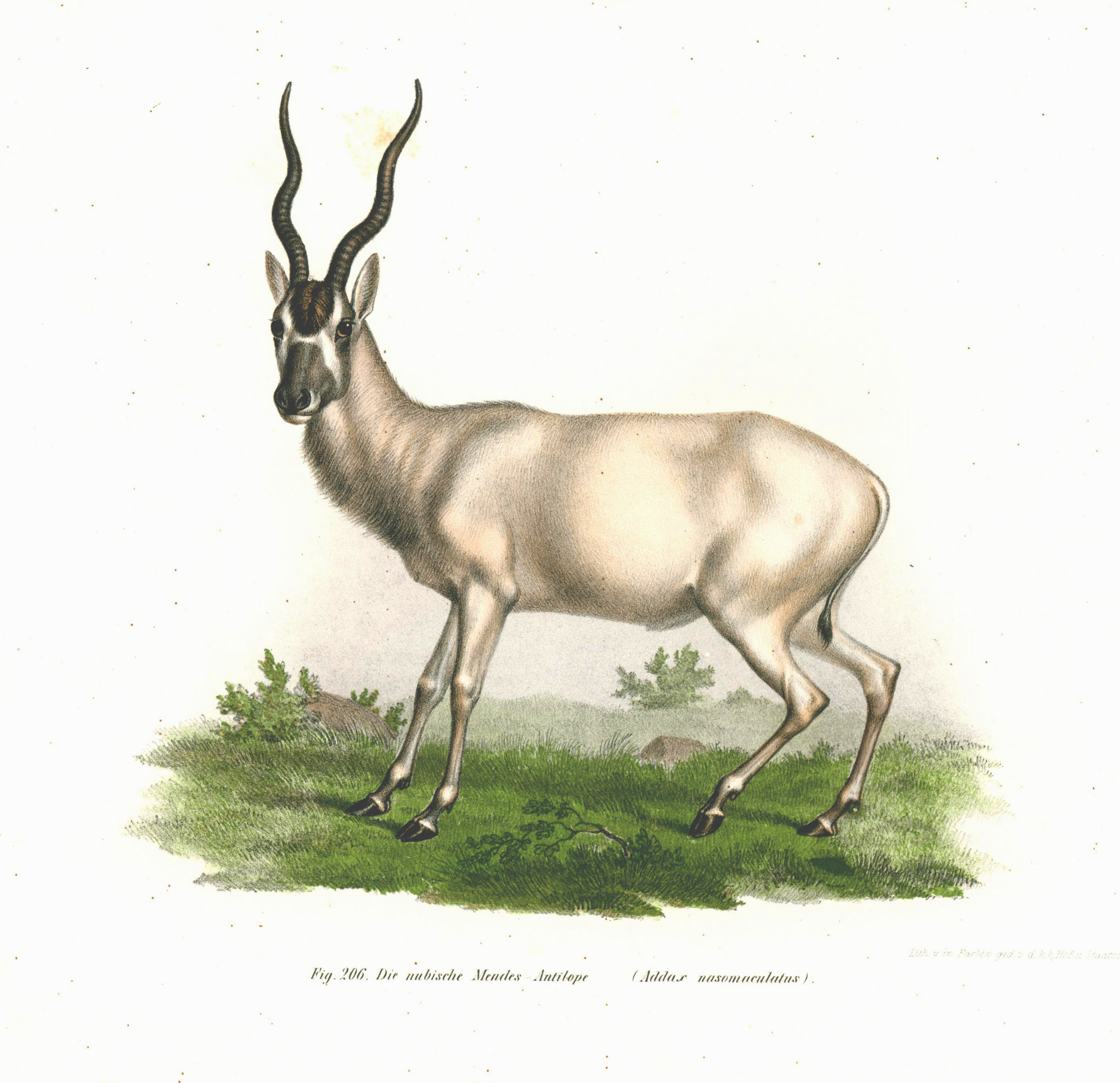 Addax Drawing