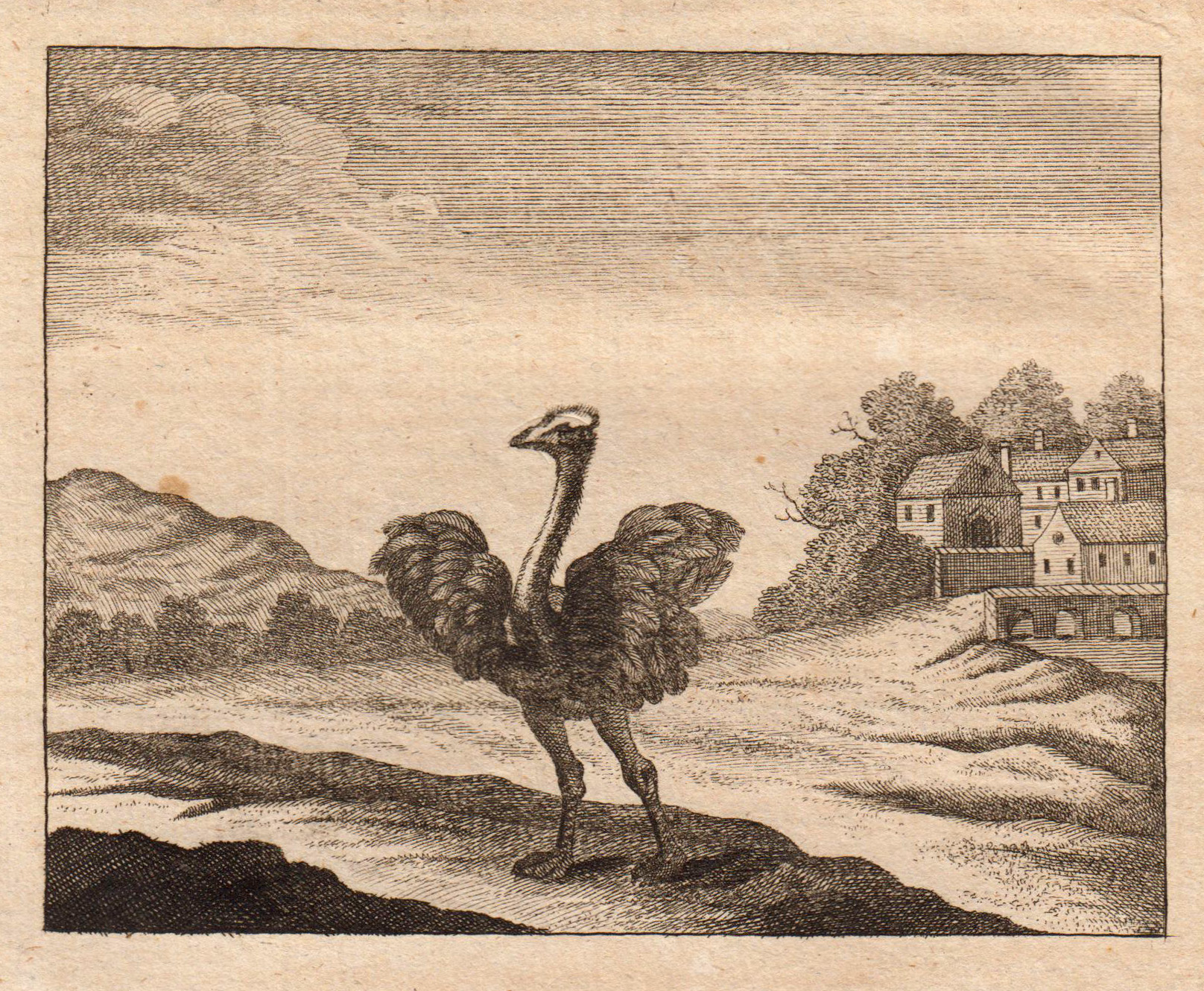 "Der Strauß". von Vögel: Strauss:: Kunst / Grafik / Poster ...