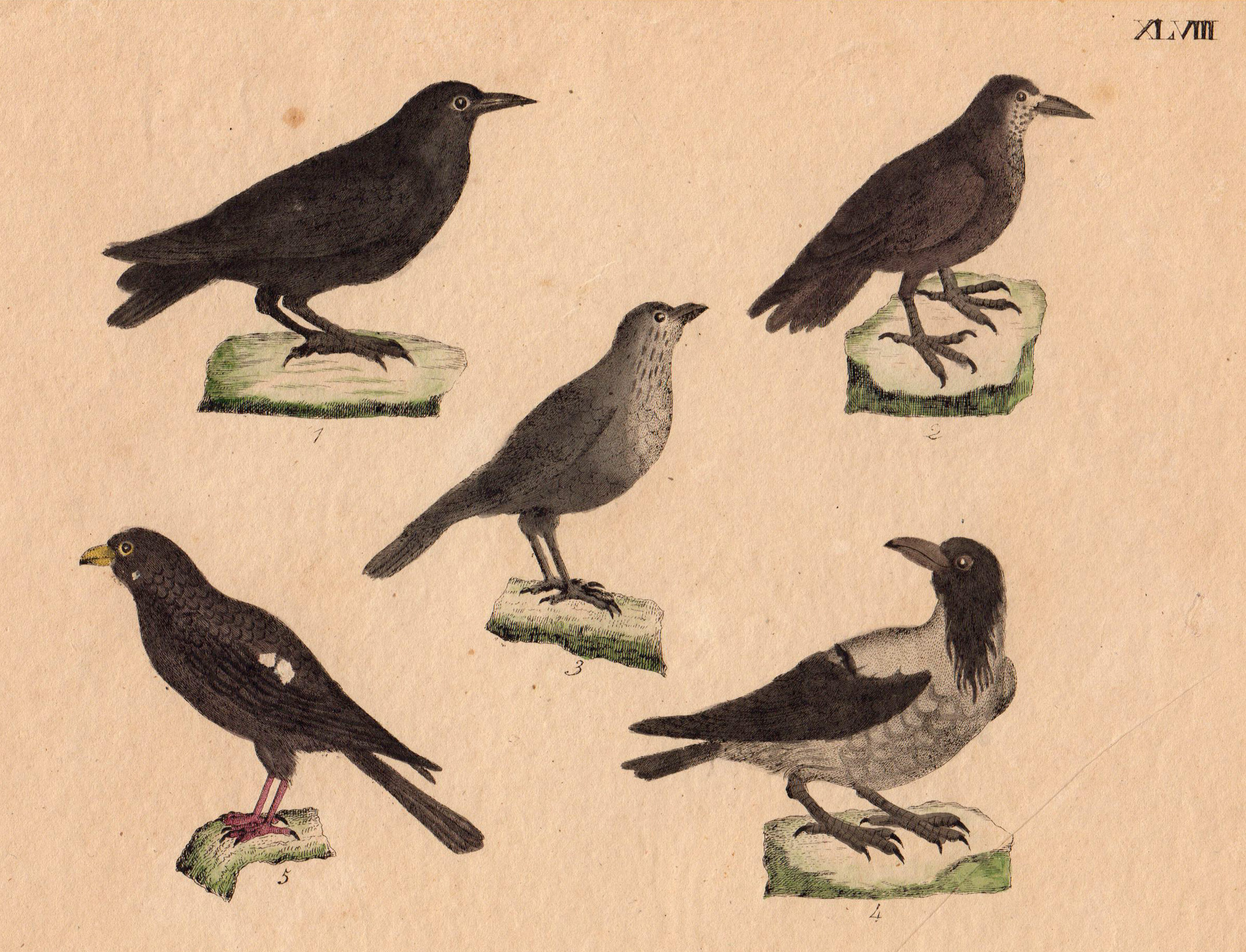 1. Raben- od. Aaskrähe 2. Saatkrähe 3. Dohle 4. Mantelkrähe 5 ...