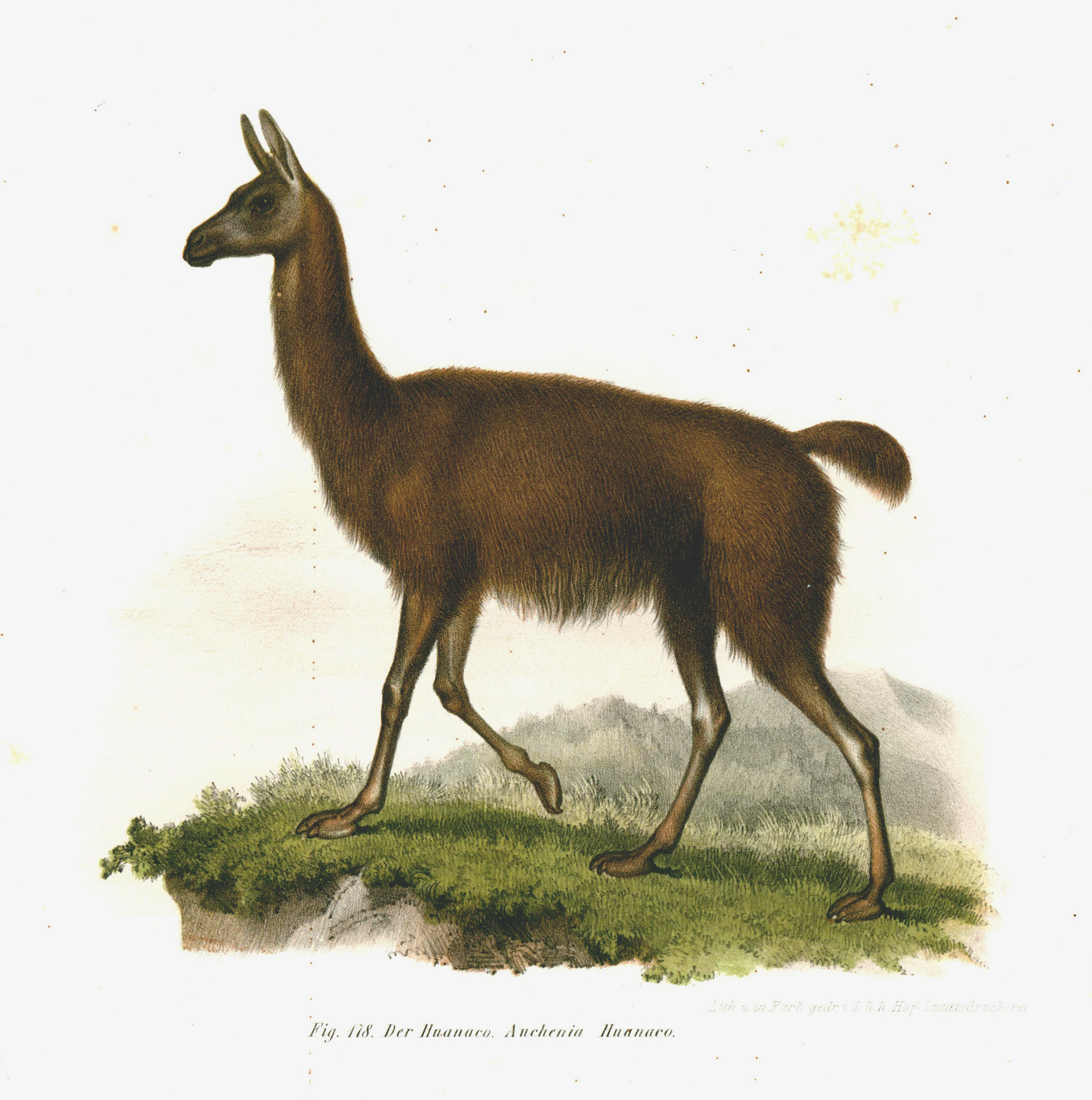 "Der Huanaco ( Auchenia Huanaco )." - Guanako. by Tiere: Kamele ...