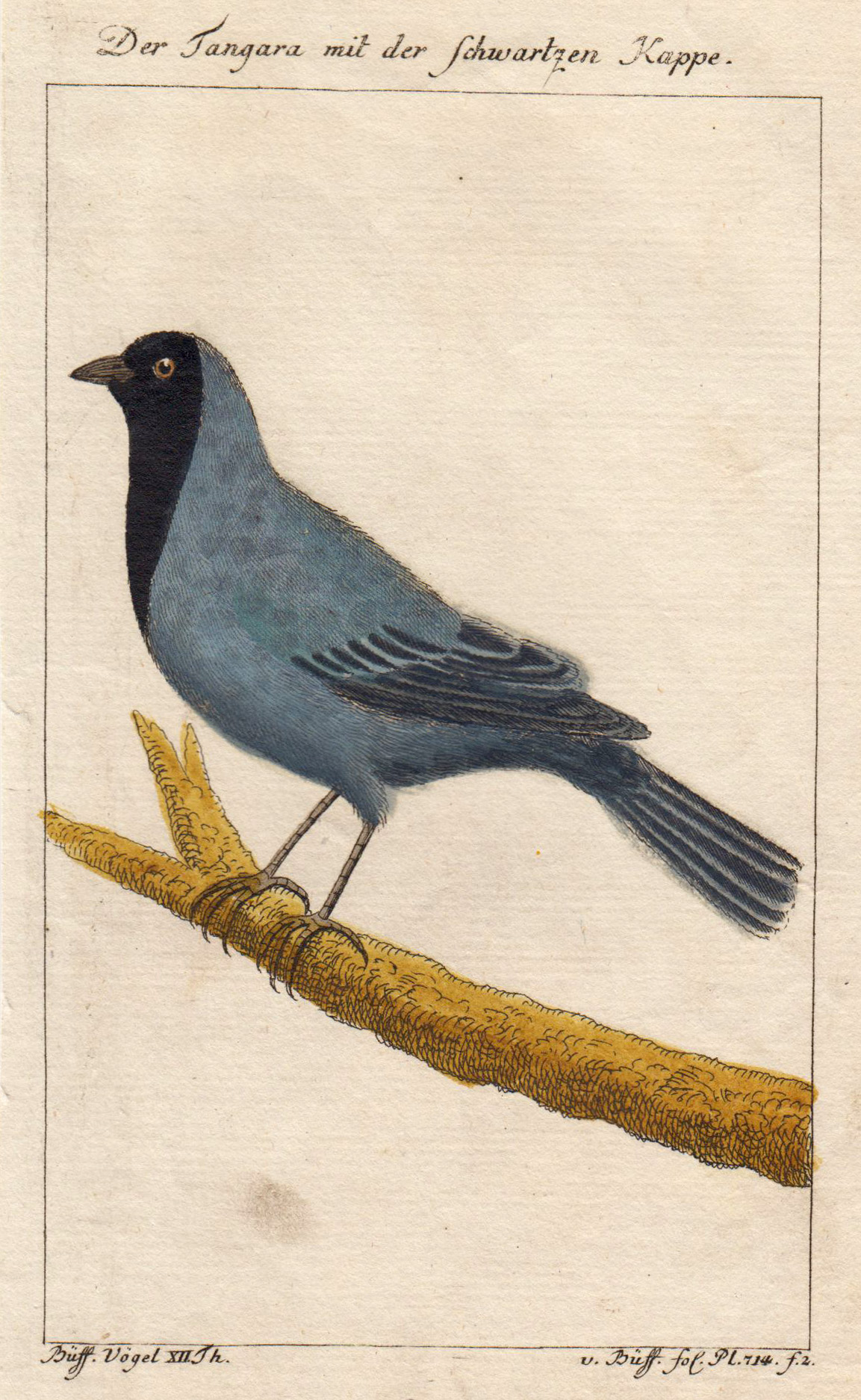 Der Tangara mit der schwarzen Kappe. von Vögel: Tangara:: Kunst ...