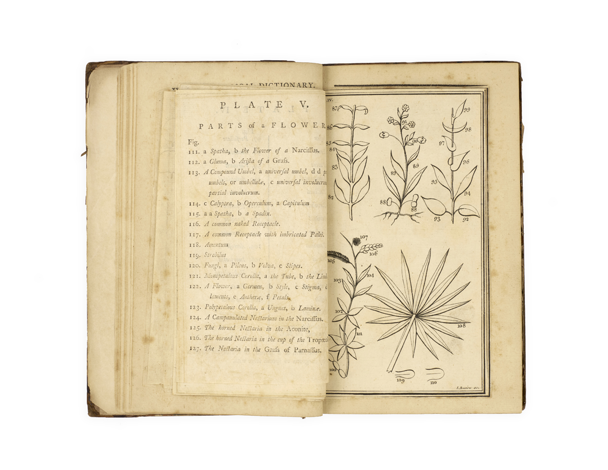 A generic and specific Description of British Plants, translated from ... A generic and specific Description of British Plants, translated from ...