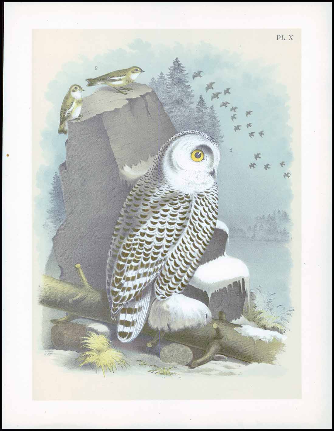 1878 Antique Chromolithograph SNOW OWL - SNOW BUNTING (SPO-10) by ...