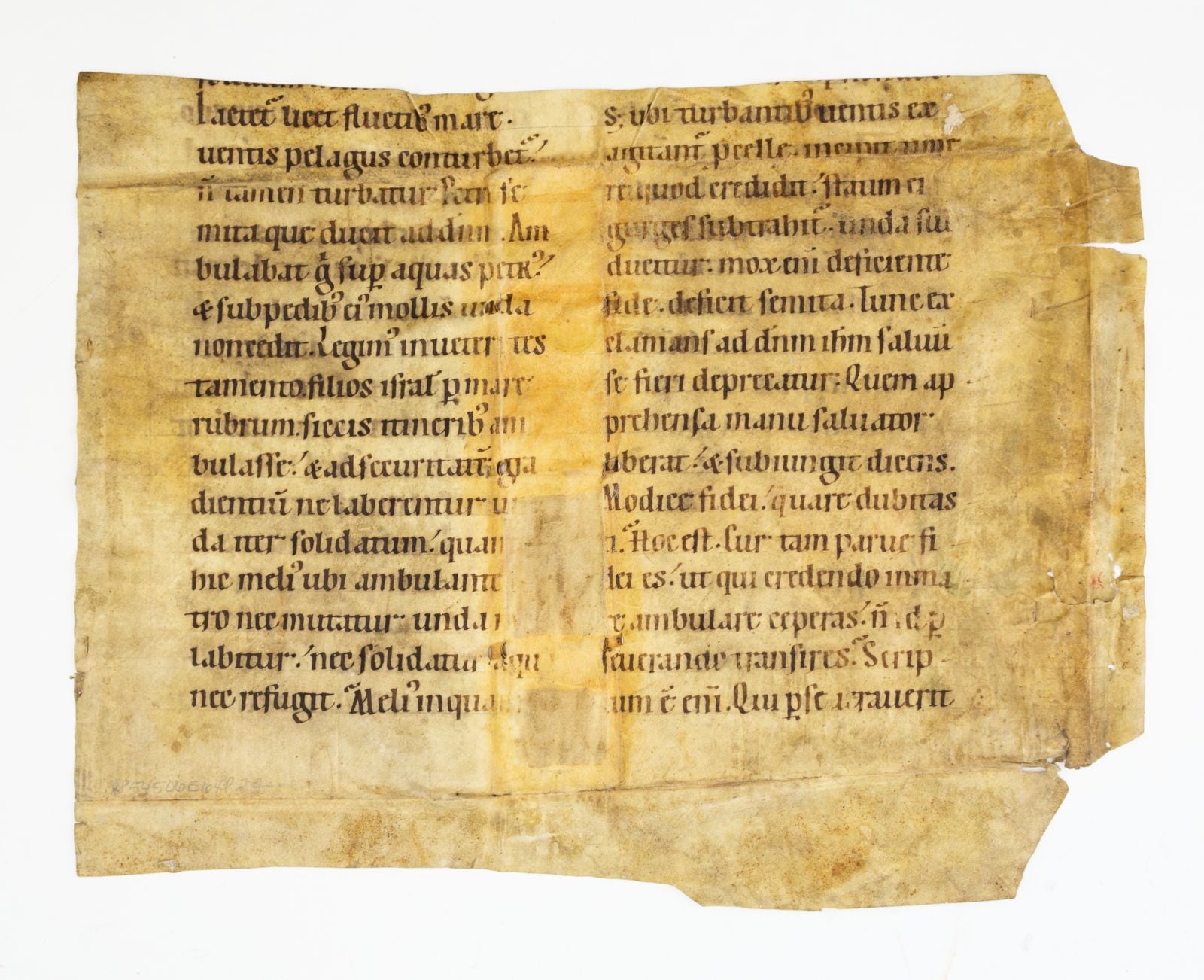 TEXT FROM A HOMILIARY IN LATIN von A FRAGMENT FROM A VERY LARGE ...