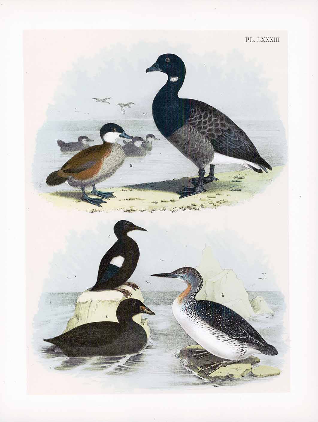 1878 Antique Chromolithograph GOOSE DUCK PIGEON DIVER (SPO-79) by ...