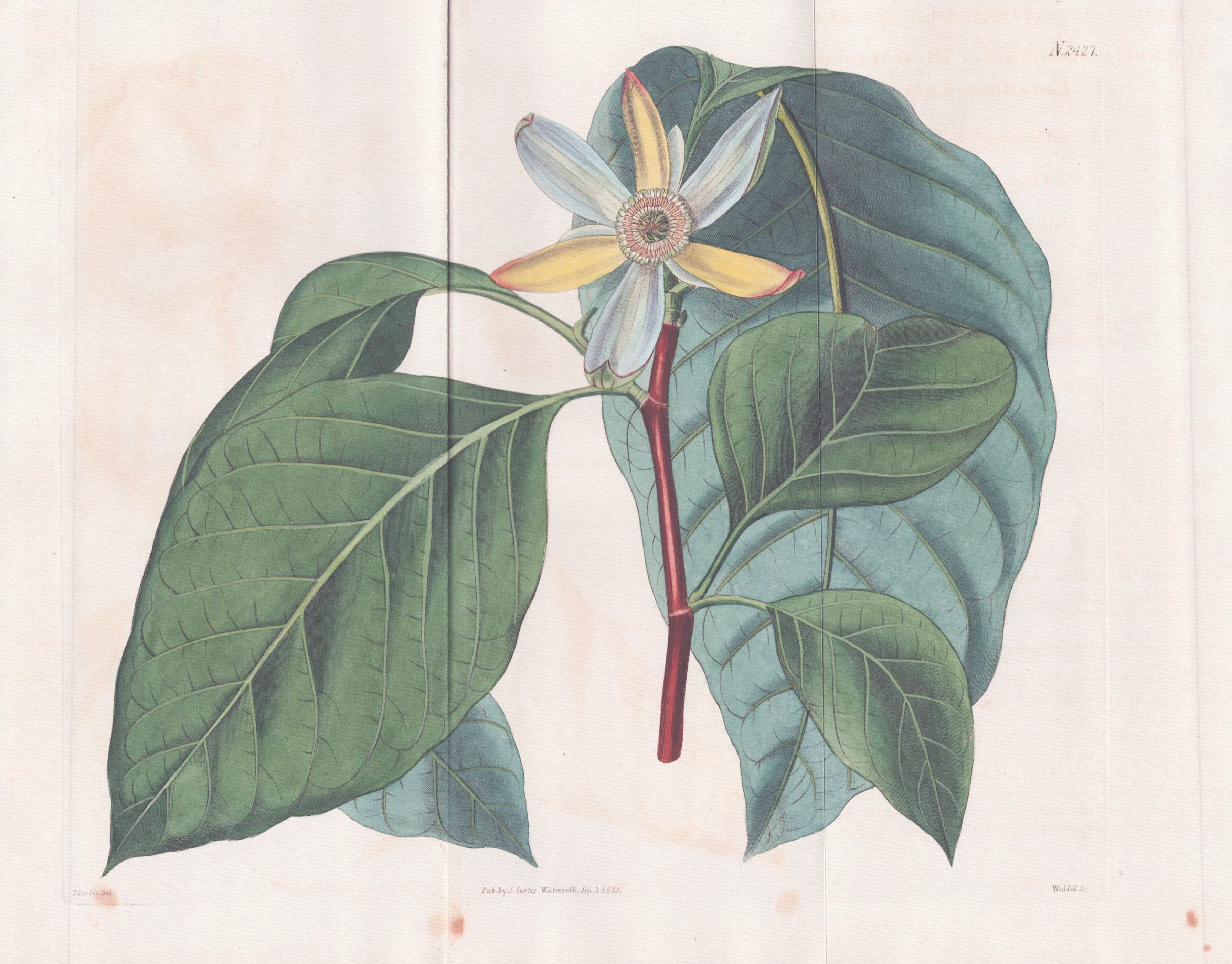 "Magnolia Acuminata. Blue Magnolia or cucumber-tree. Tab. 2427" - North ...