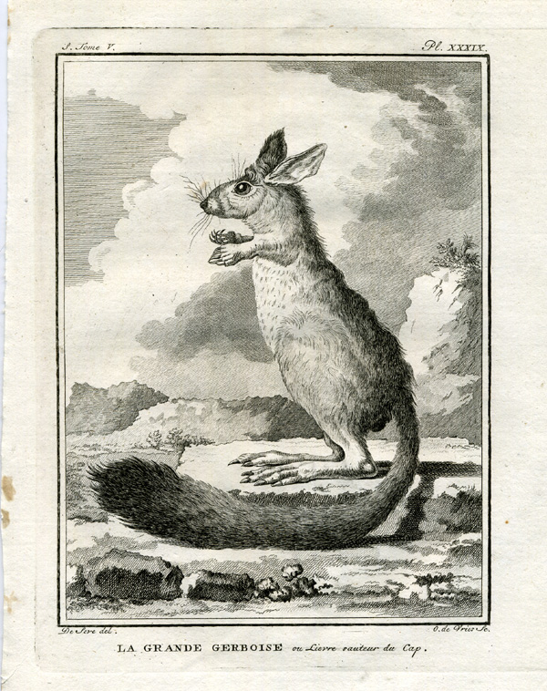 Antique Print-La Grande Gerboise-A depiction of the Large Gerboa-Buffon ...