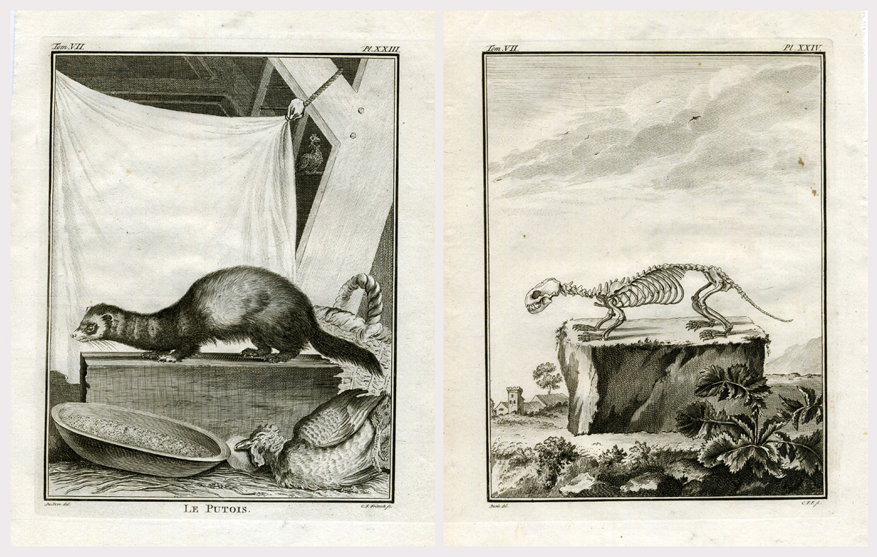 2 Antique Prints-Le Putois-The European Polecat and its skeleton-Buffon ...