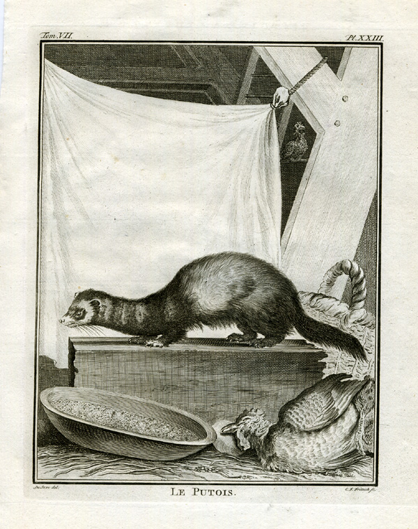 2 Antique Prints-Le Putois-The European Polecat and its skeleton-Buffon ...