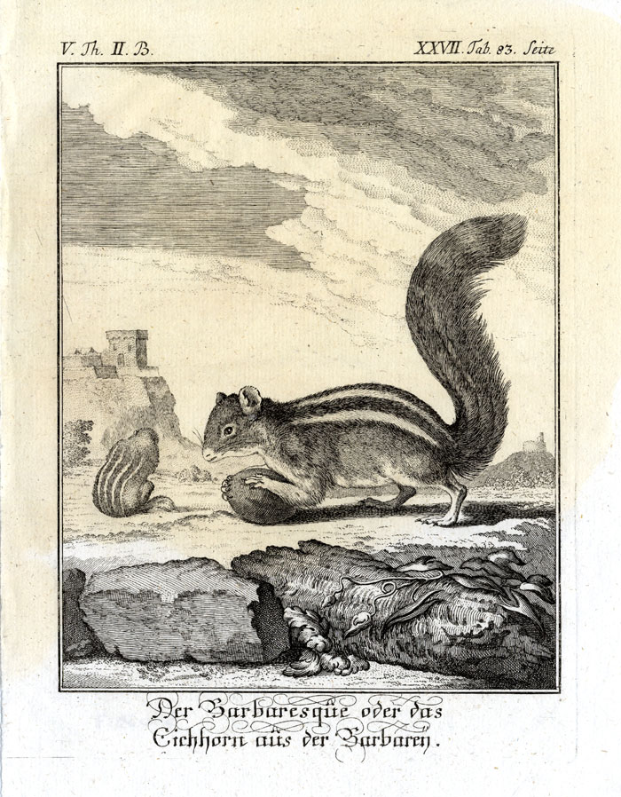 Antique Print-Der Barbaresque-A view of the Barbary Squirrel-Buffon ...