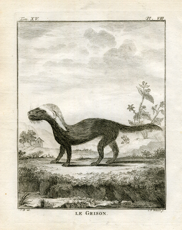 Antique Print-Le Grison-A depiction of the Greater Grison-Buffon-1765 ...
