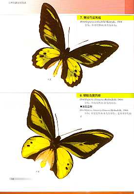 Atlas of the Famous Butterflies in the World for Identification and ...
