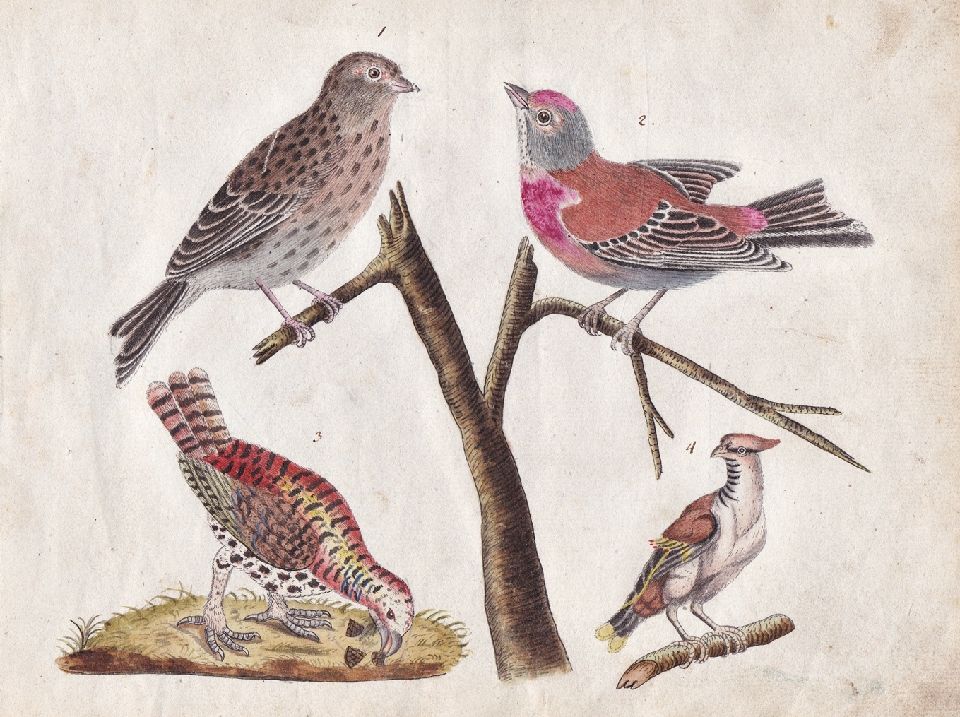 "No. 123" - Hänfling Seidenschwanz linnet waxwing / Vögel birds von ...