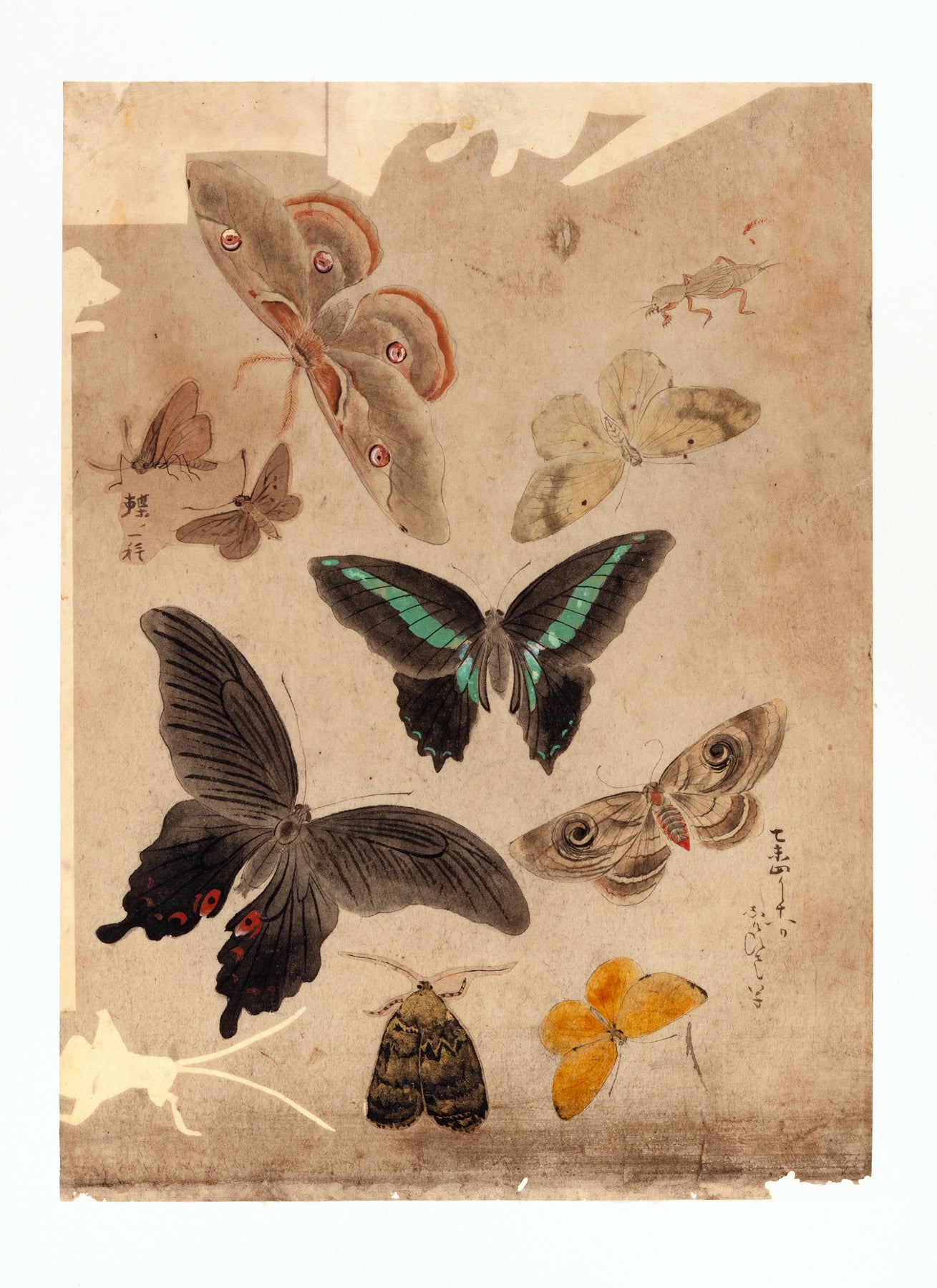 174 sheets of exquisite paintings of insects, using brush, ink ...