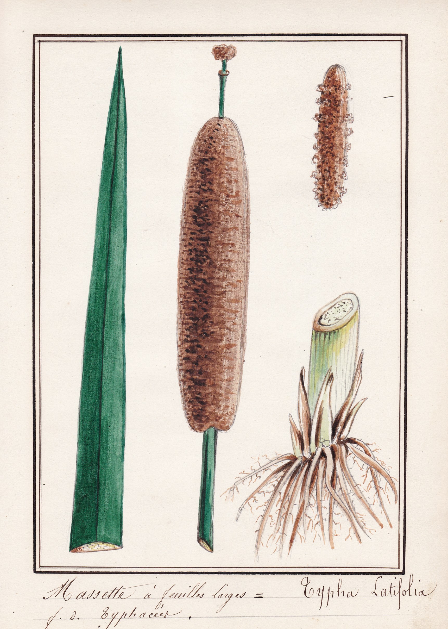 "Masette a feuilles larges / Typha Latifolia" - Breitblättriger ...