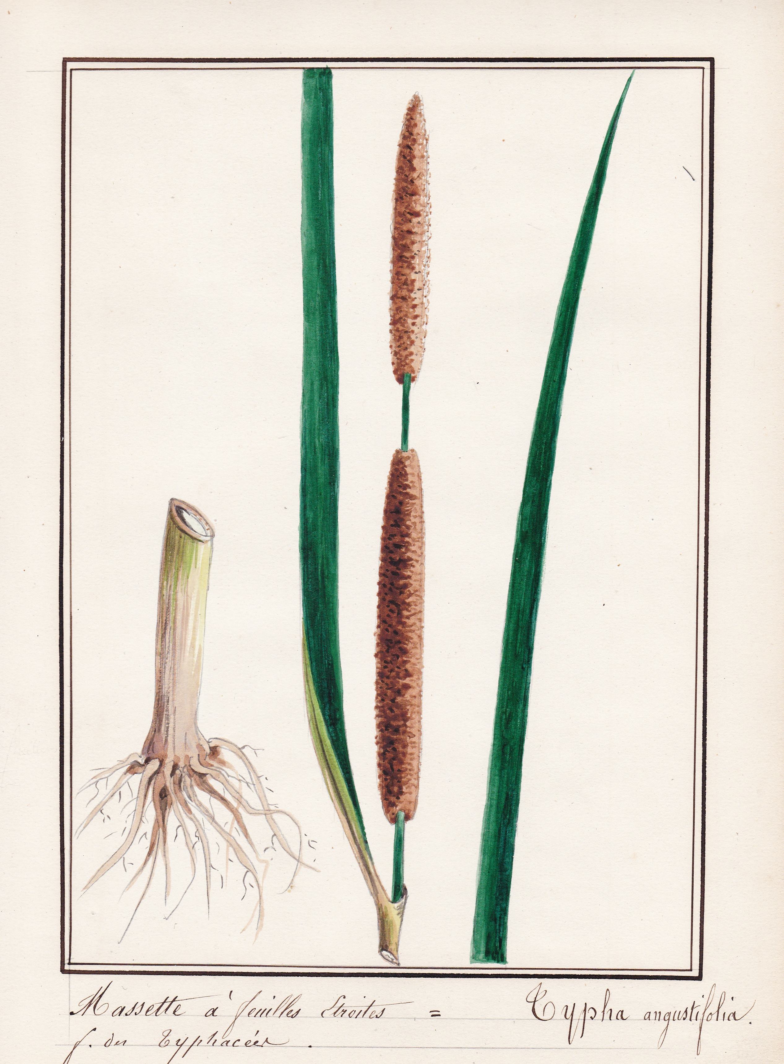"Masette a feuilles etroites / Typha angustifolia" - Schmalblättriger ...